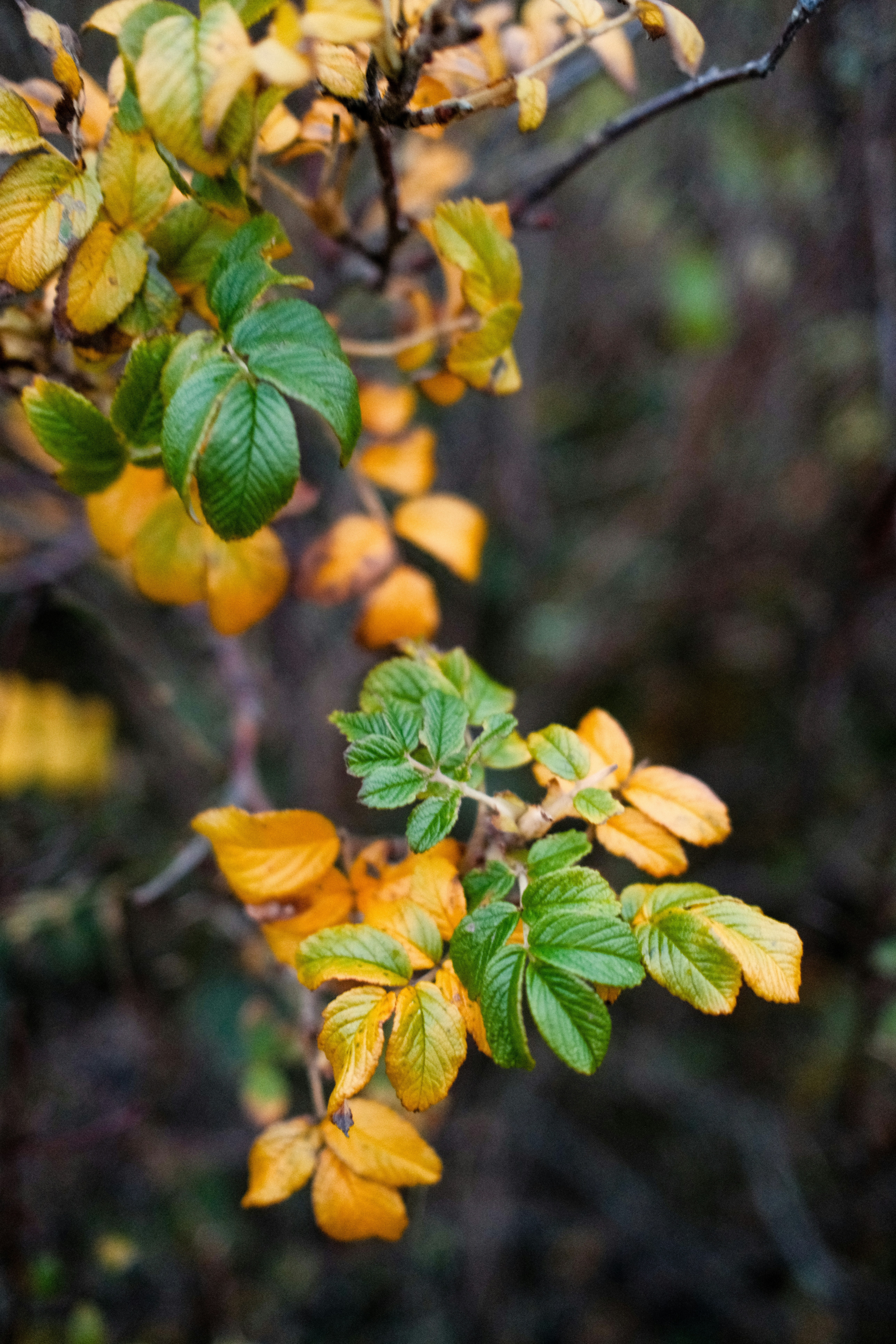 Autumnal Leaf Cluster in Soft Focus
