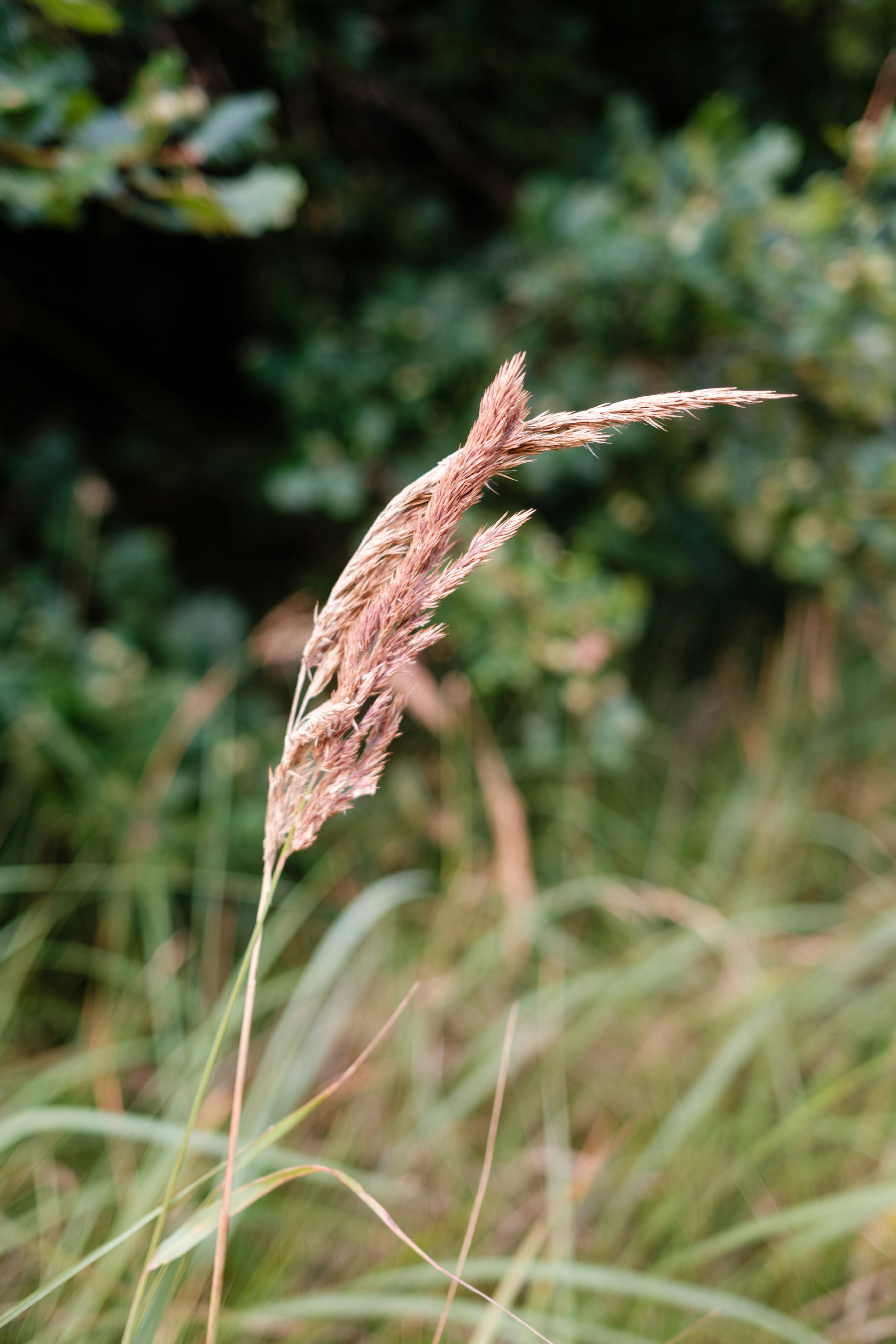 Crimson-touched Reed Crown Against a Quiet Green Backdrop