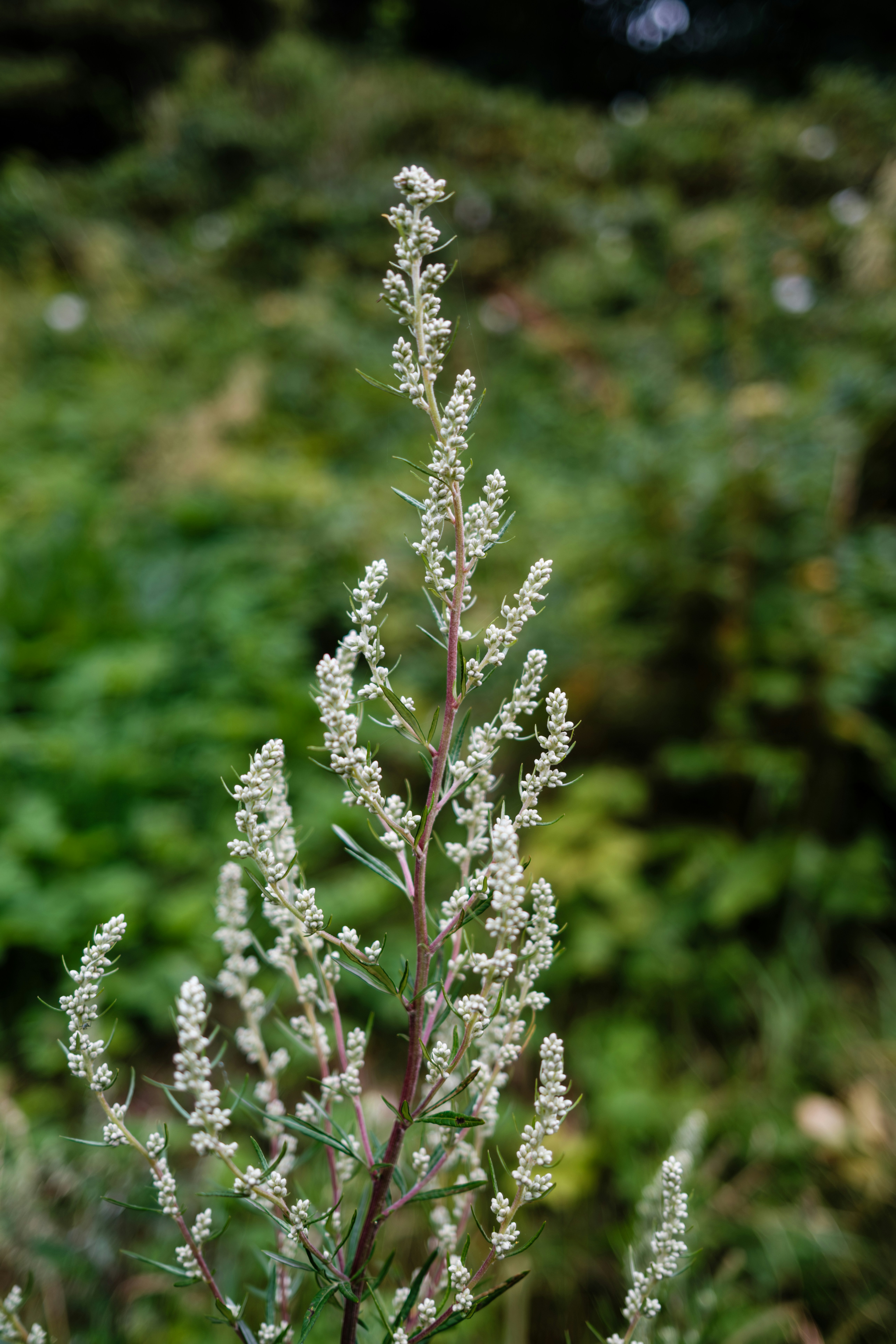 White-Flowered Stem Reaching Through a Green Backdrop