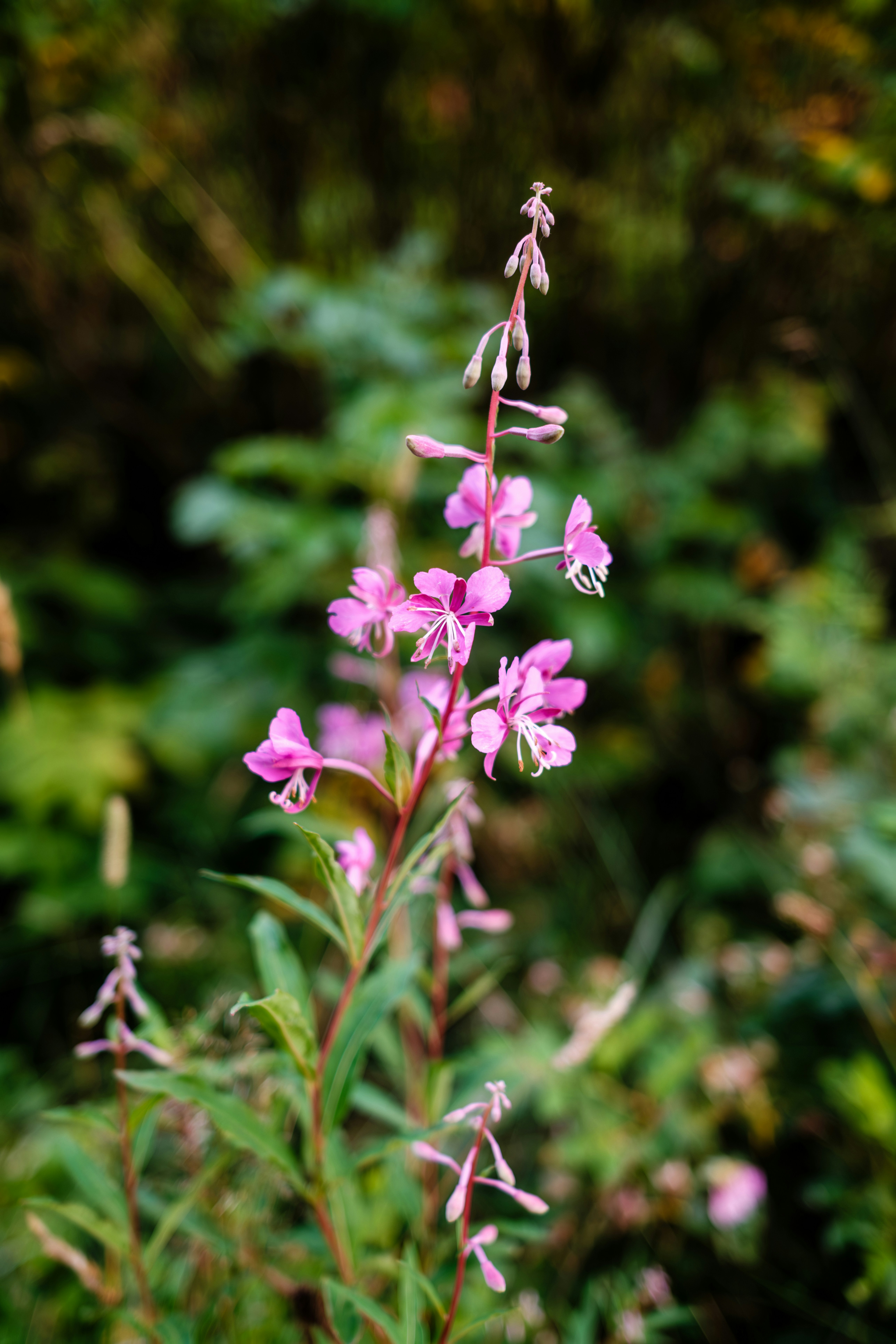Pink Wildflower Spear Reaching Toward the Light