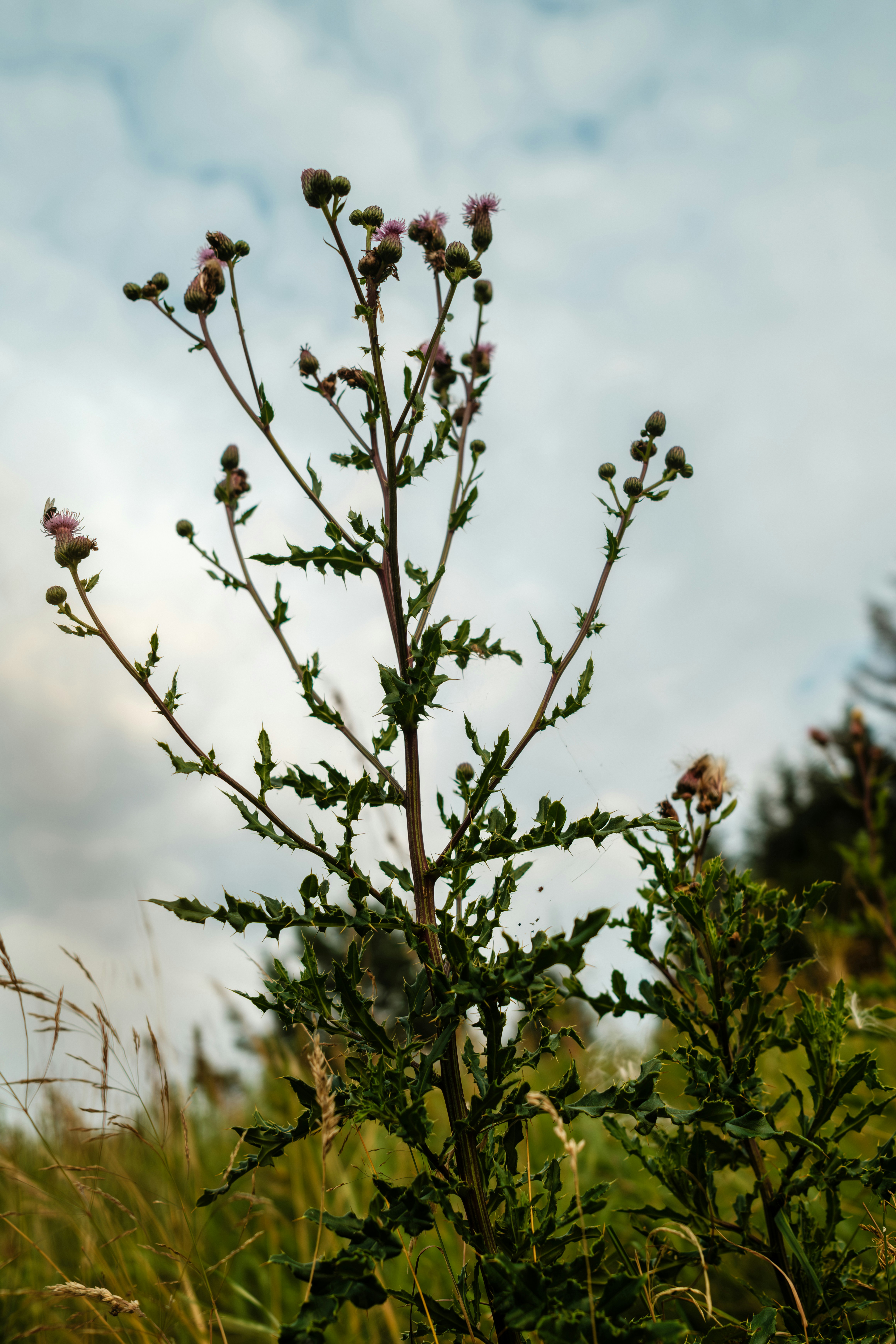 Wildflower Sentinel Reaching Toward a Sky of Clouds