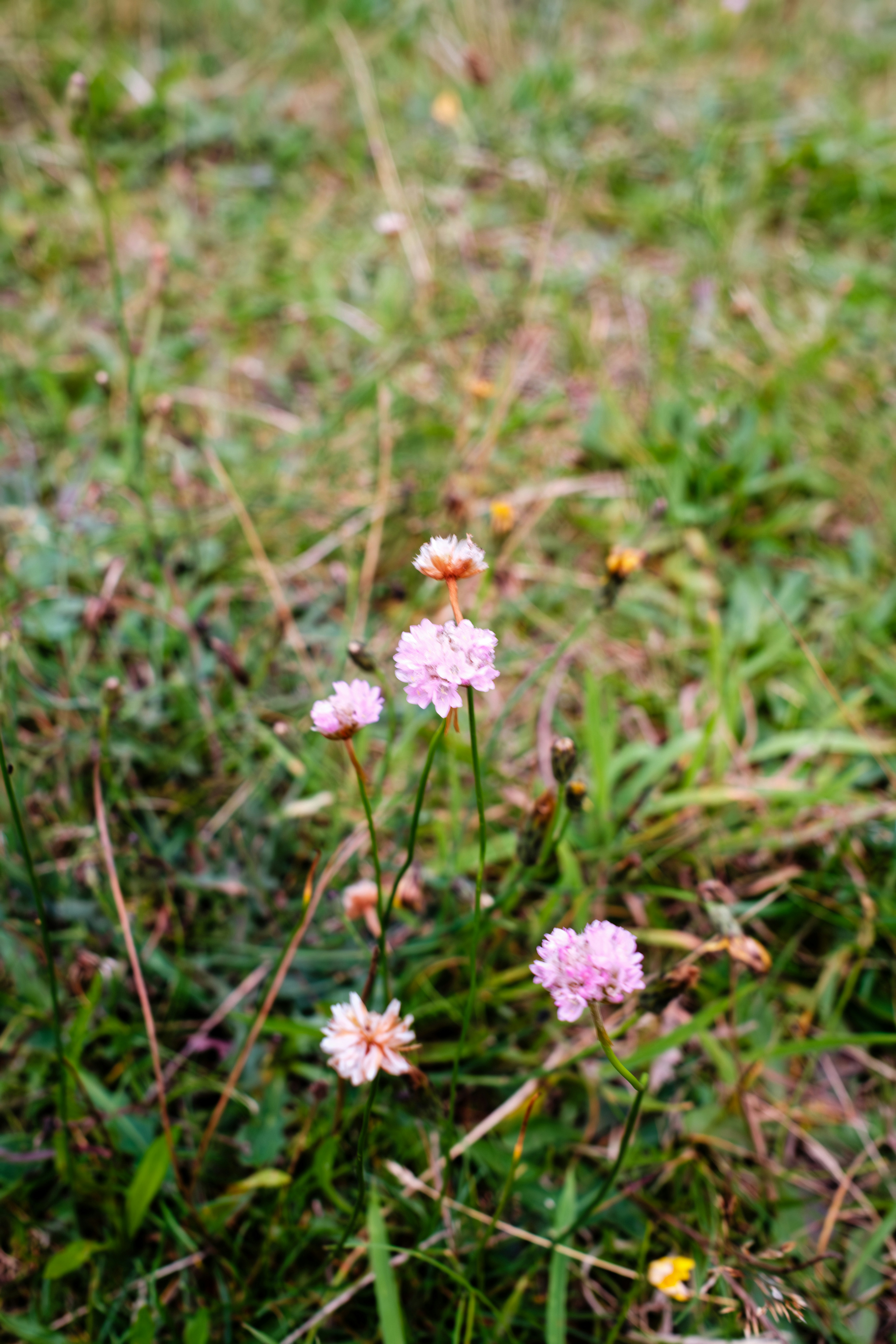 Soft-petaled meadow bloom rising among a sea of grasses