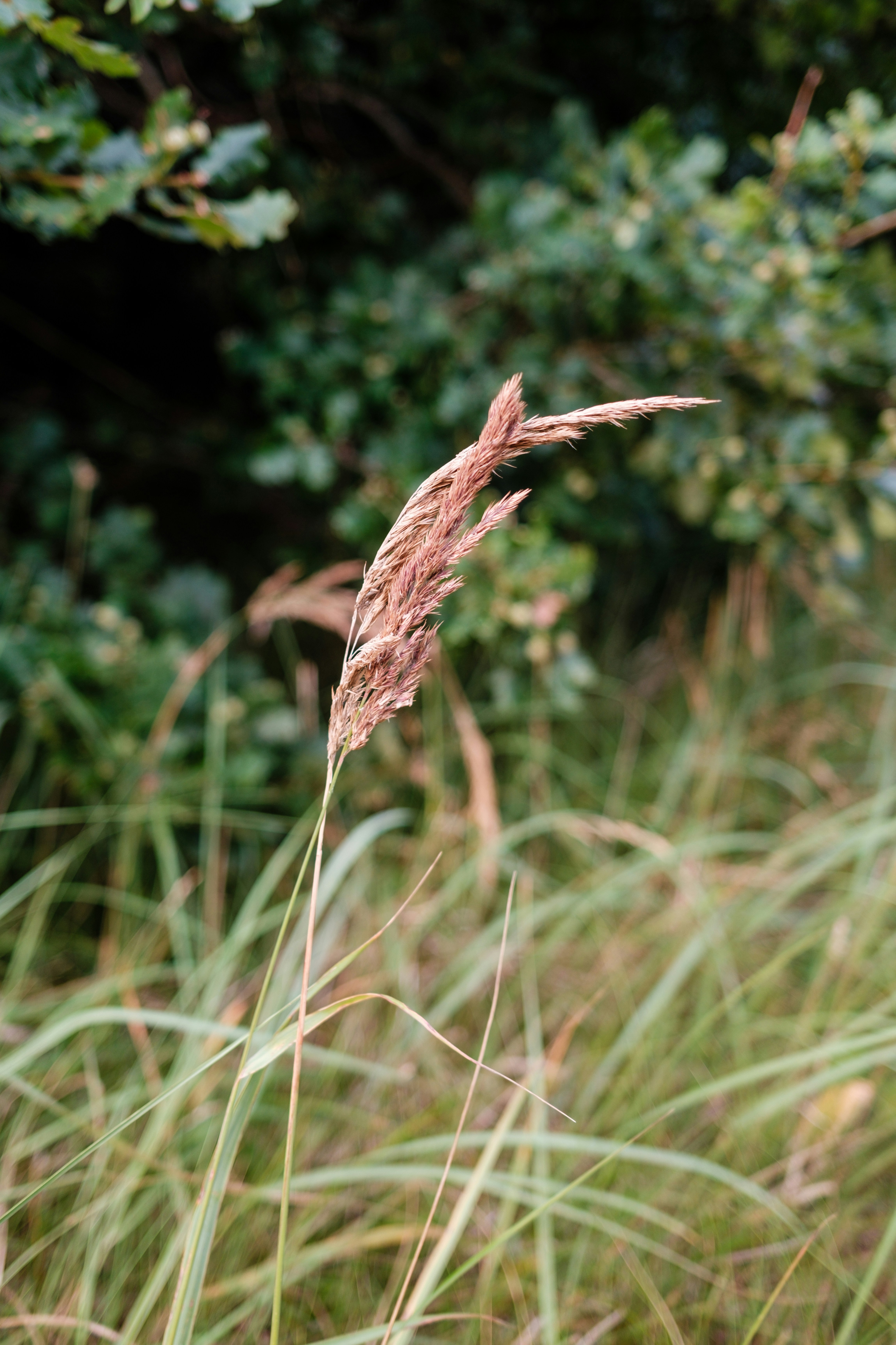 Plume in Focus: A Prairie Grass Against a Quiet Green Backdrop