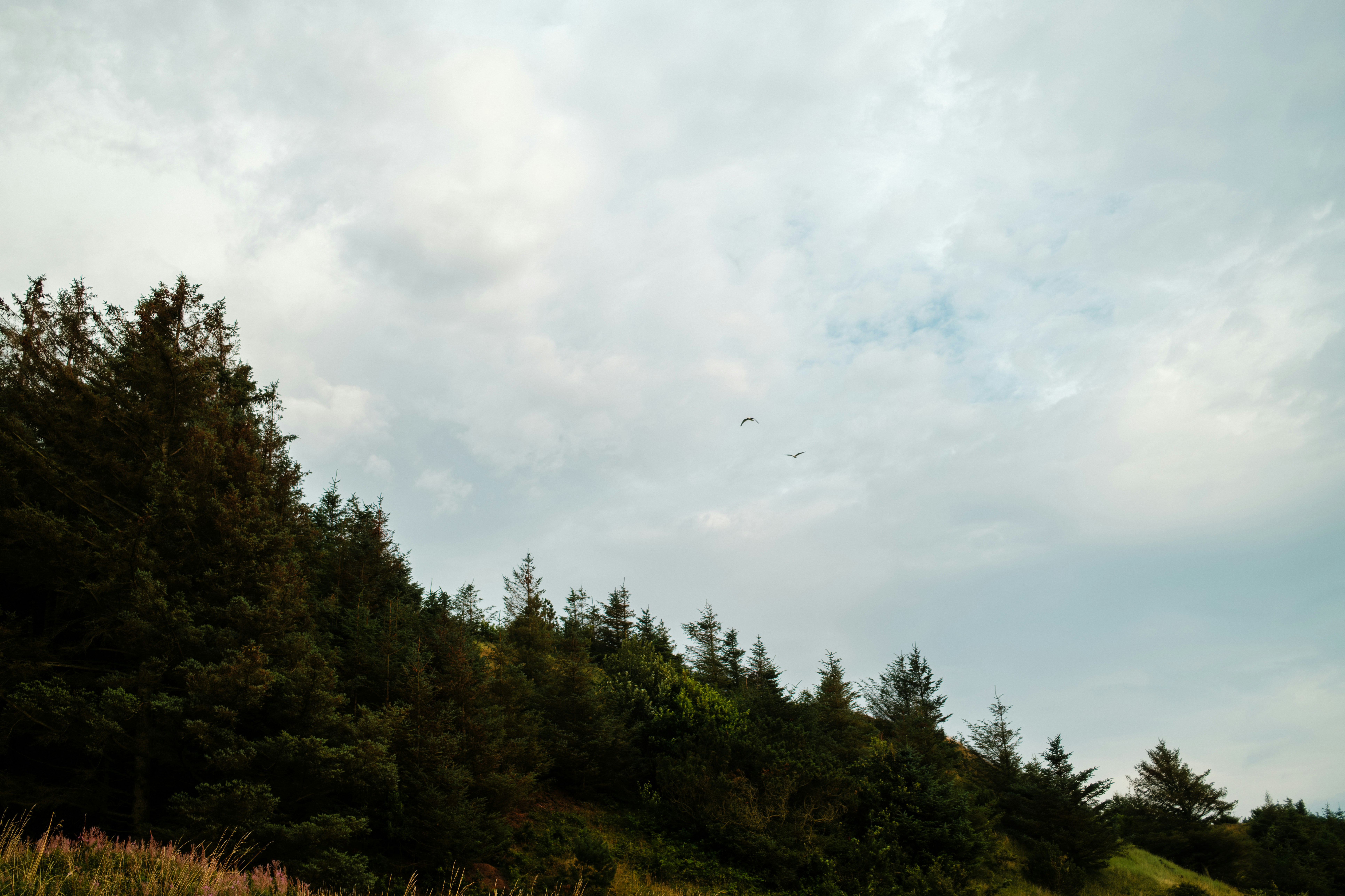Above the Pines: A Quiet Sky Over a Green Ridge