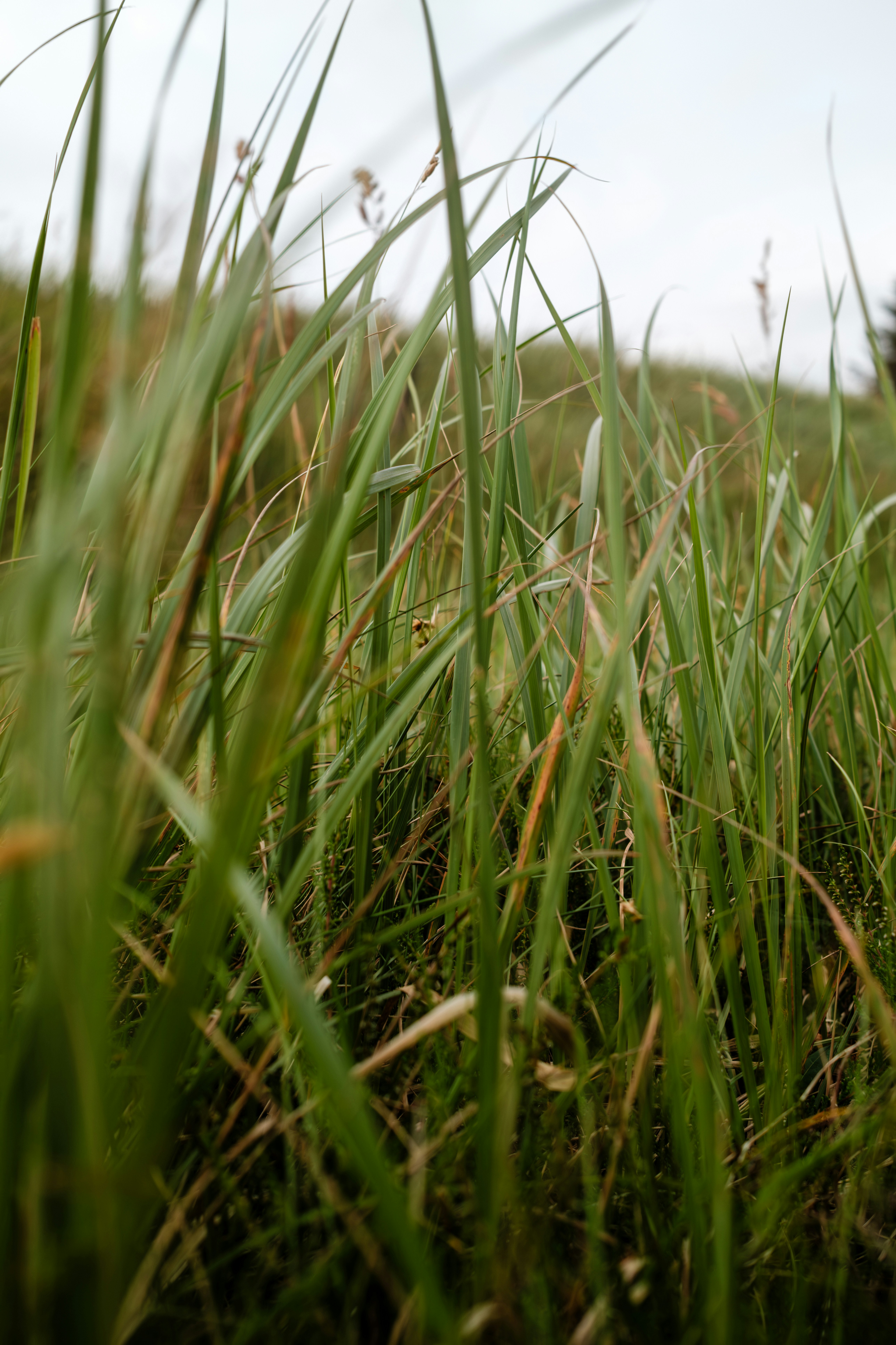 Tangled blades: close-up of wind-kissed grasses