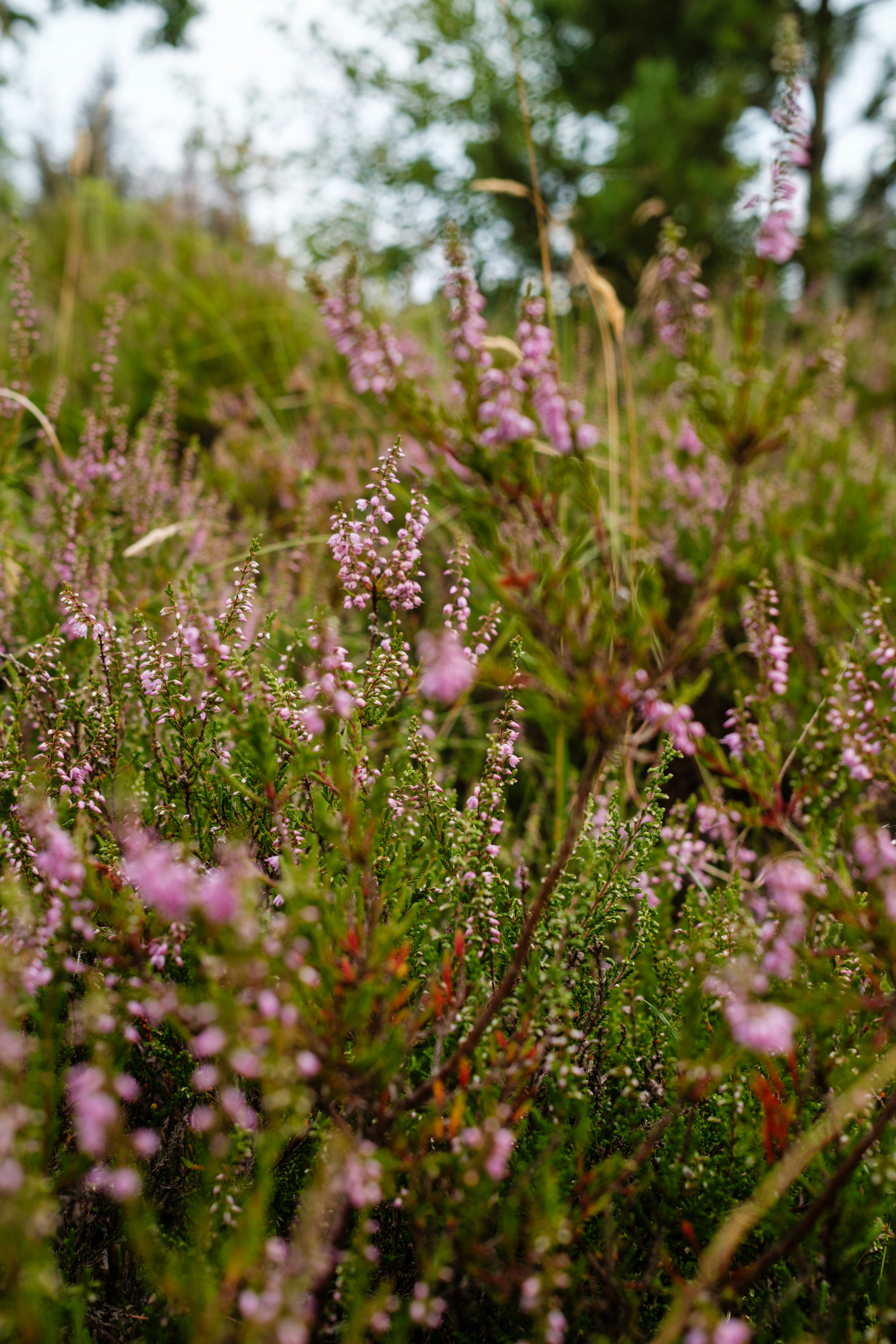Pink Heather Bloom in a Quiet Field
