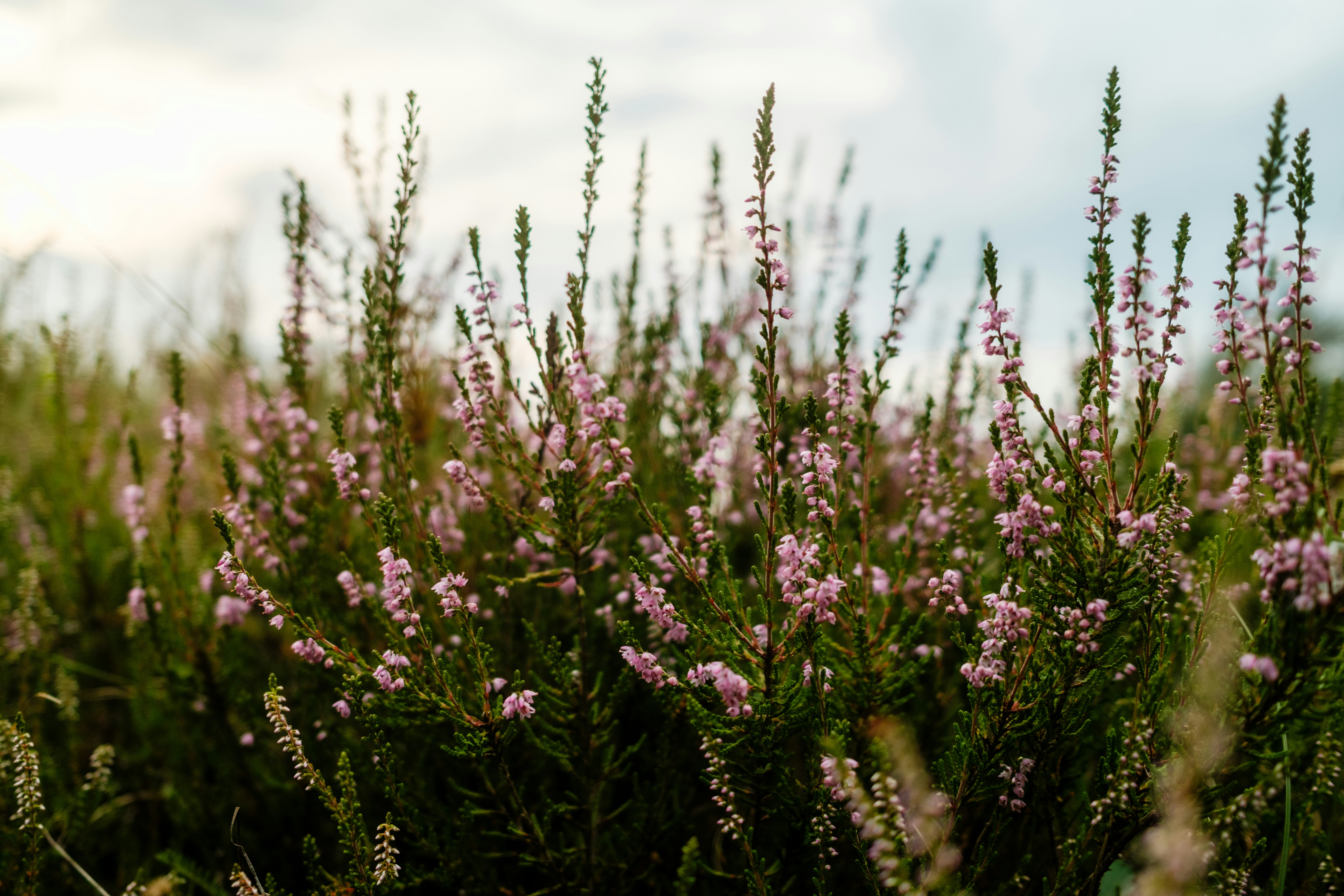 Soft Field of Pink Heathers at Dusk