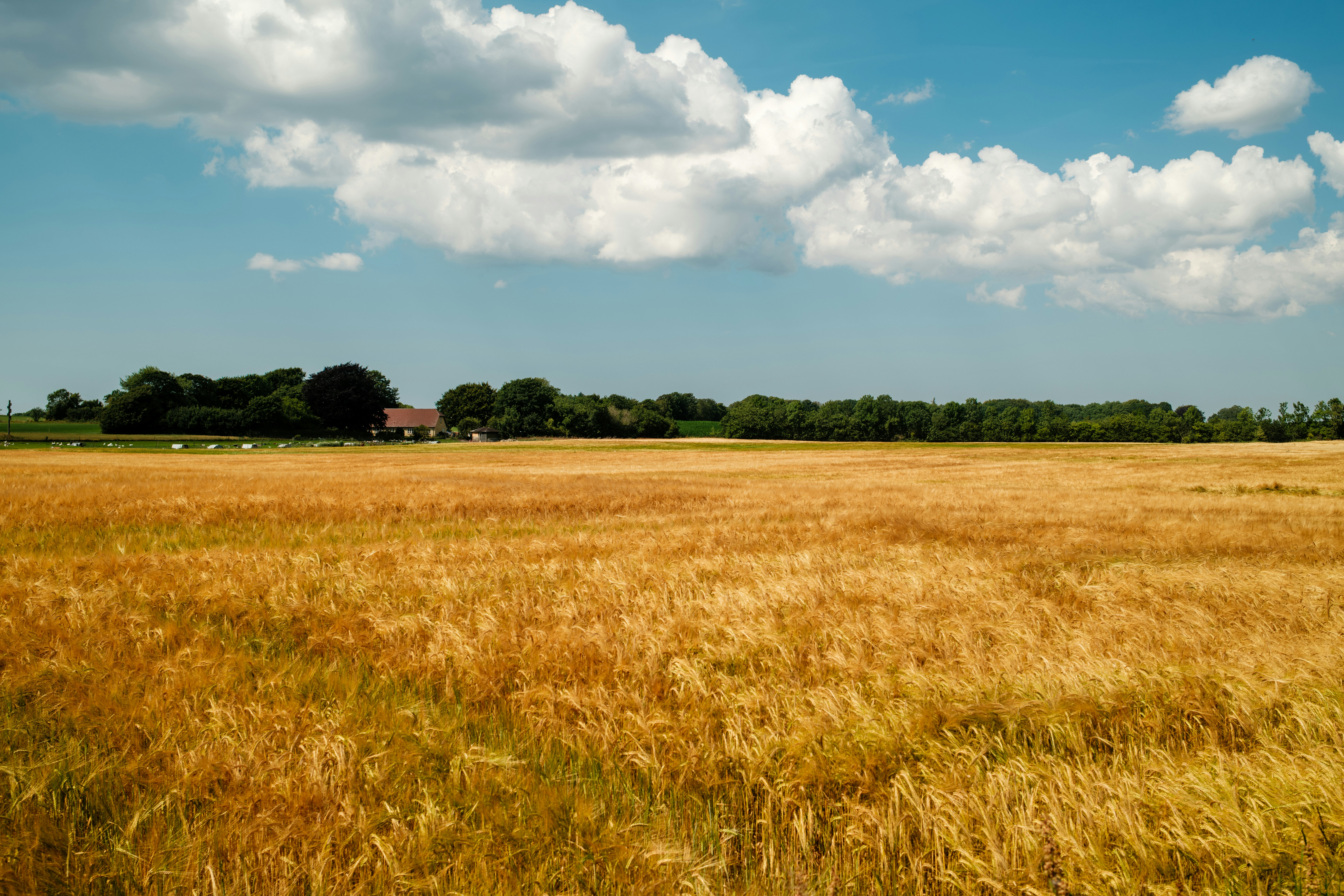 Golden Field at Dusk–A Quiet Horizon