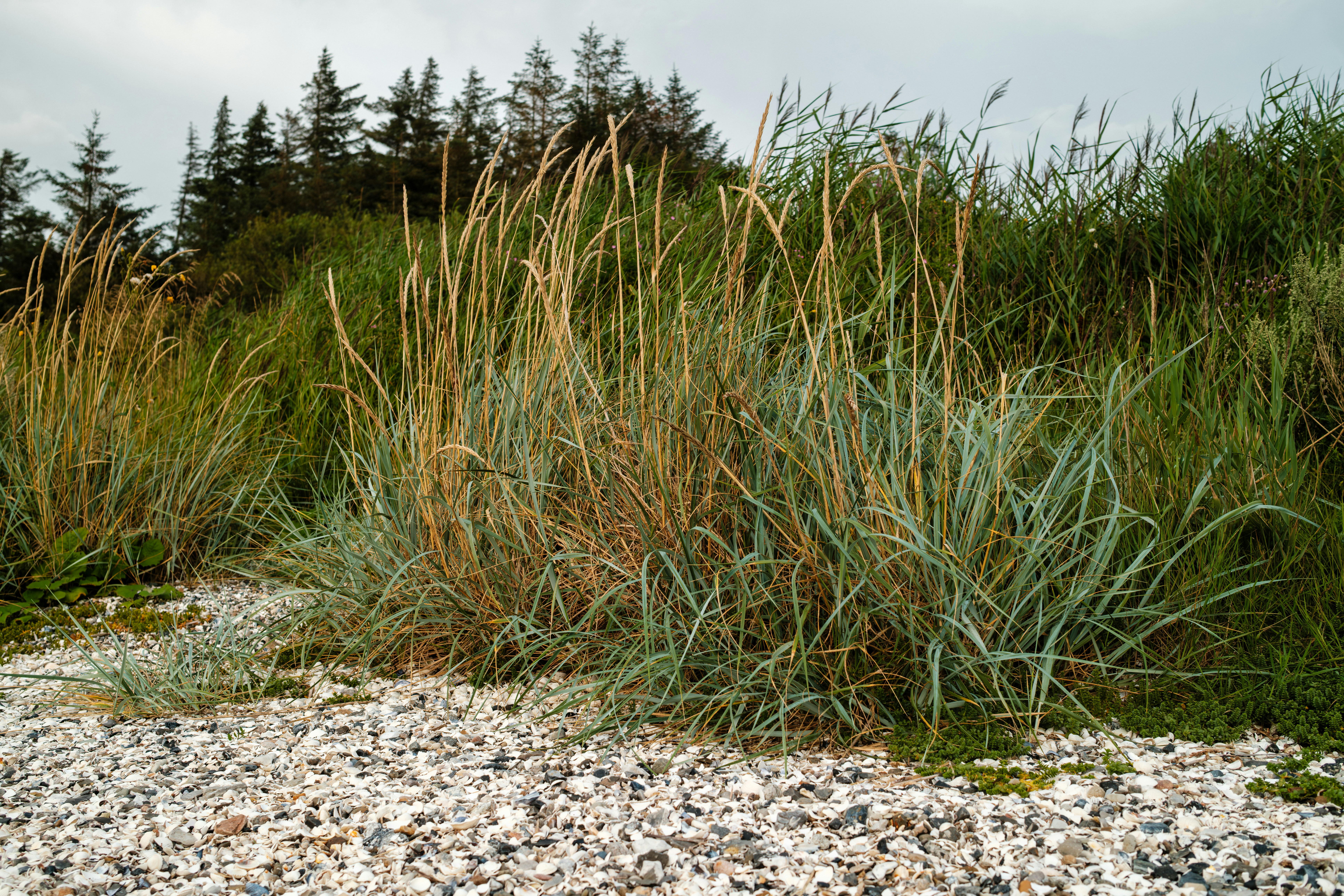 Golden Reeds at the Pebble Fringe