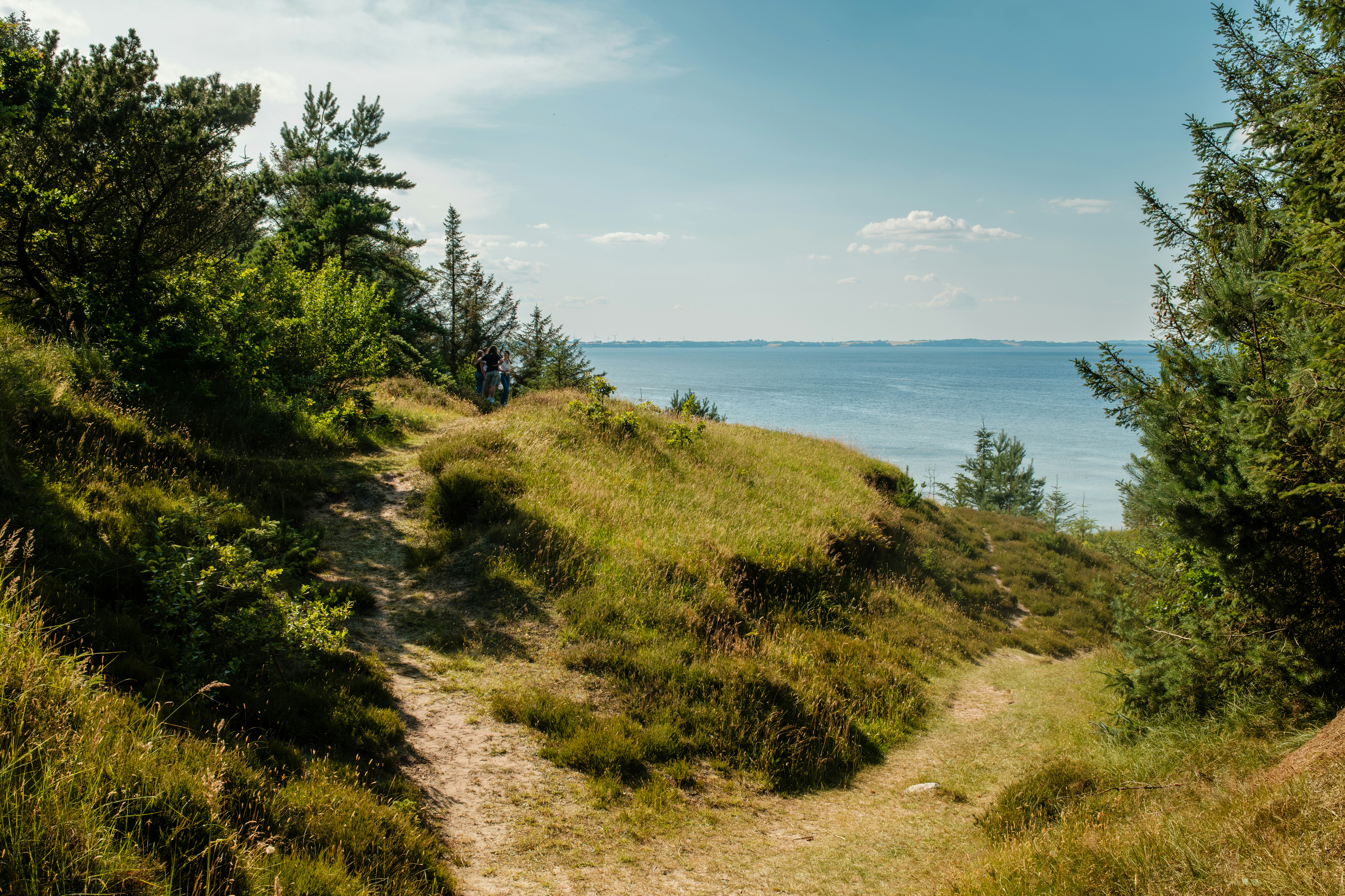 Trail to the Sea: A Quiet Promenade Through Coastal Pines