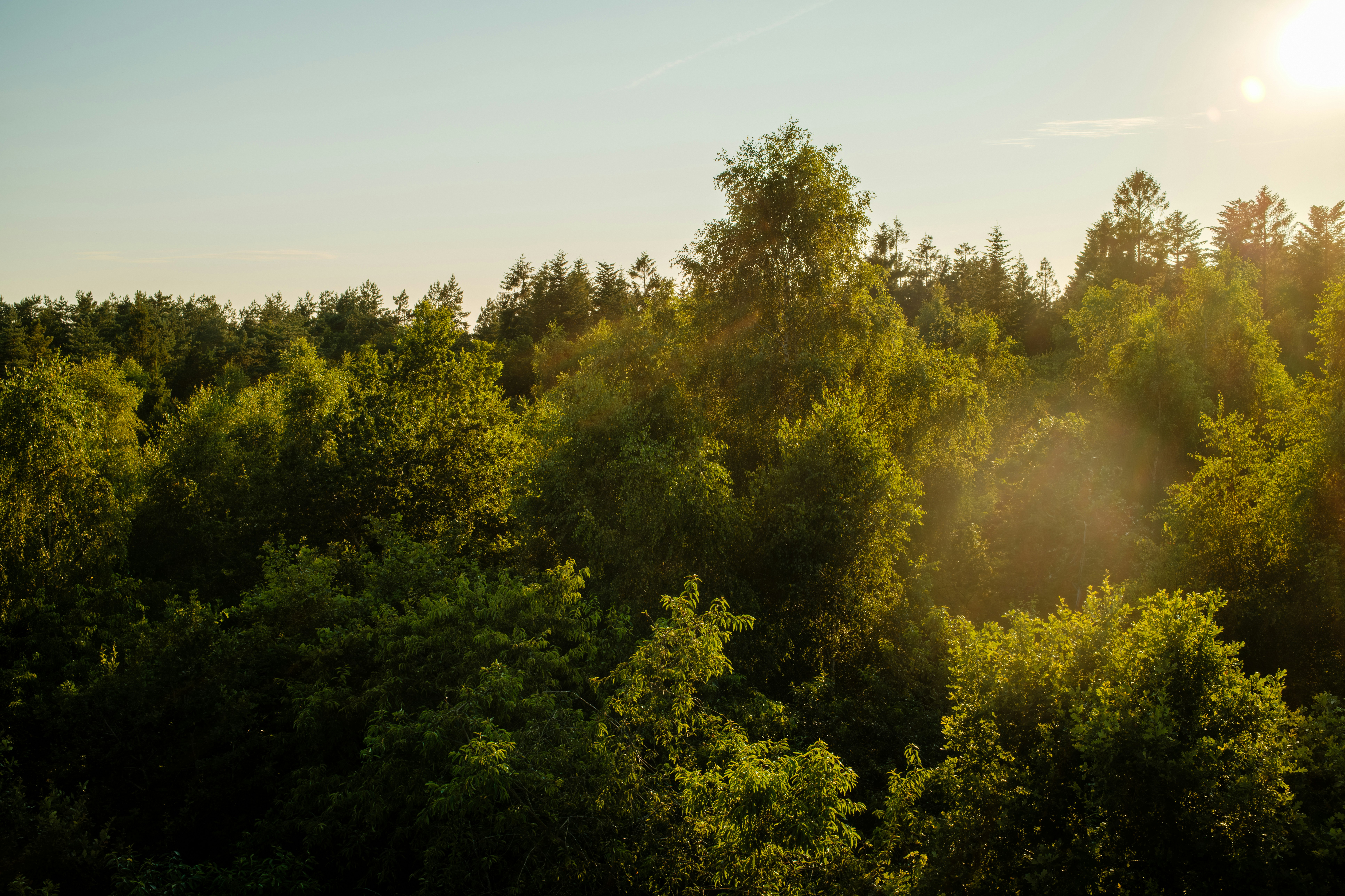 Golden-hour Canopy: The Forest Holds Its Quiet Light