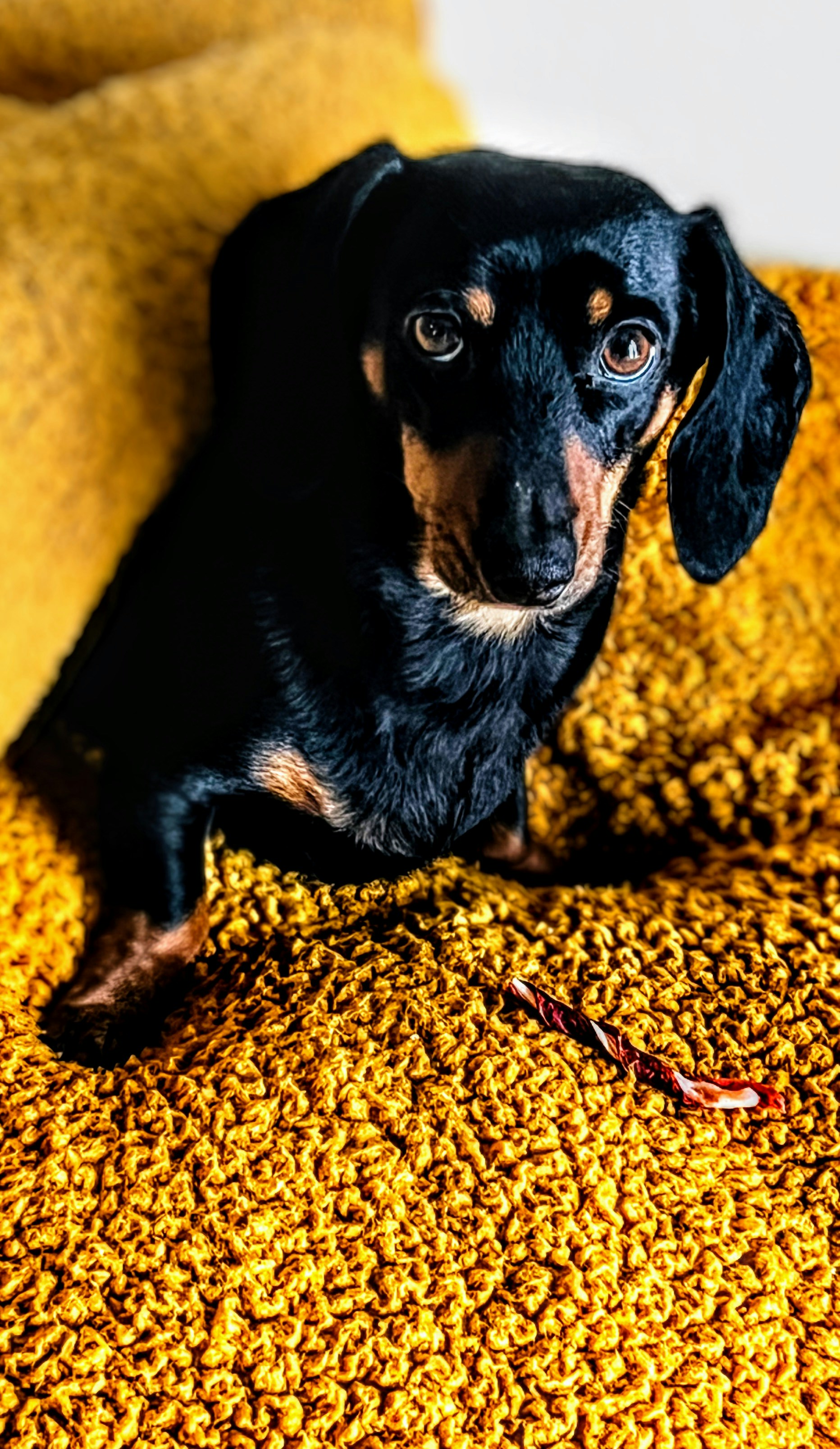 Dachshund on a Golden Cushioned Bed