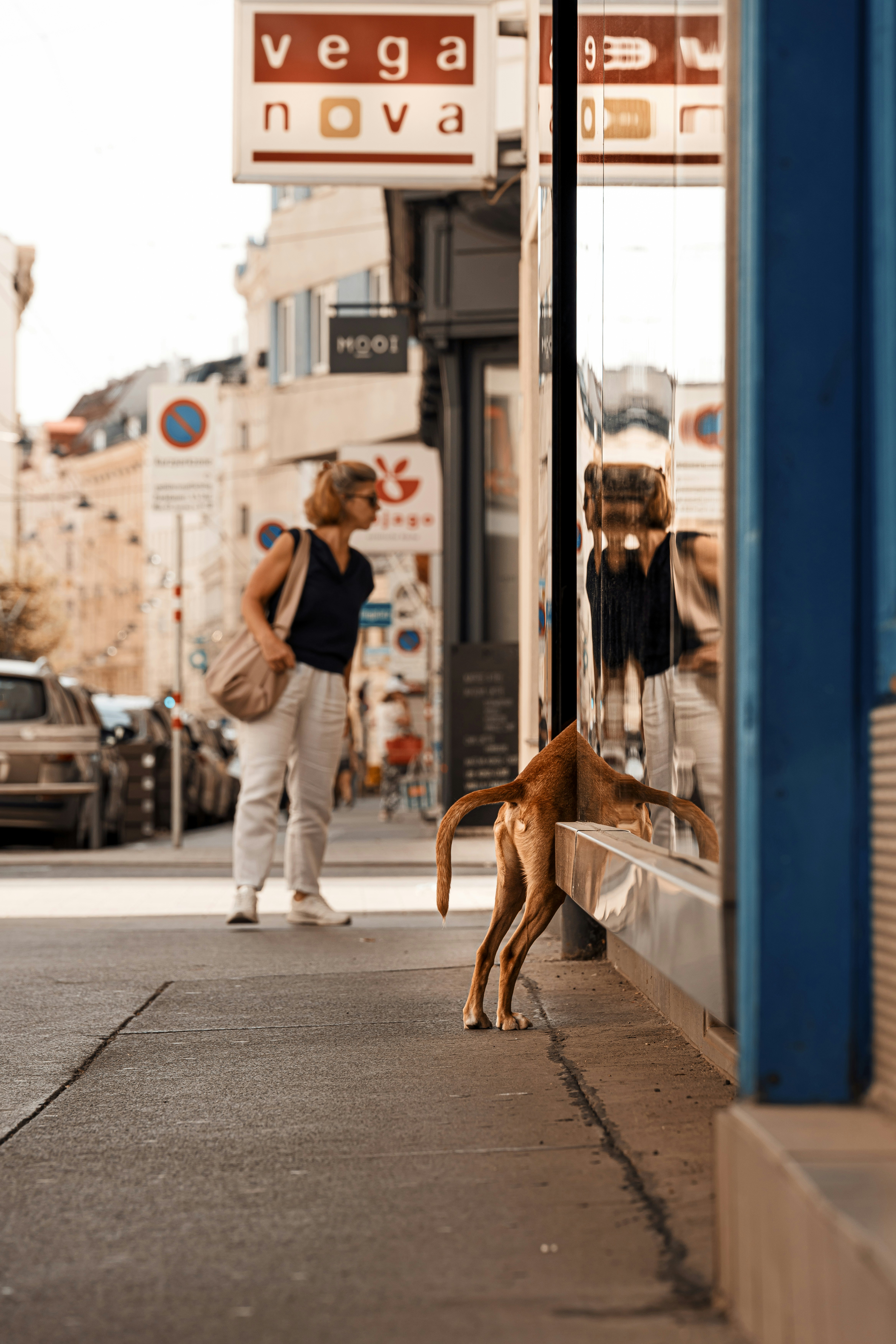 Reflections and Roving Tail: A sidewalk encounter with a street dog