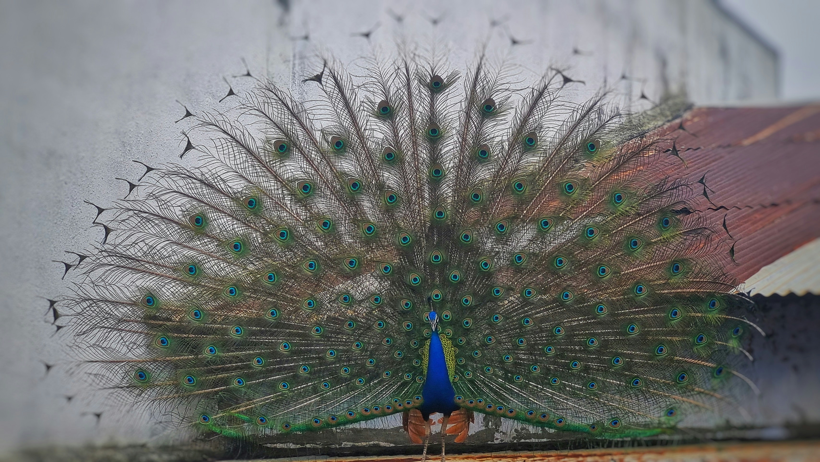 Emerald Crown: The Peacock's Fanned Vision