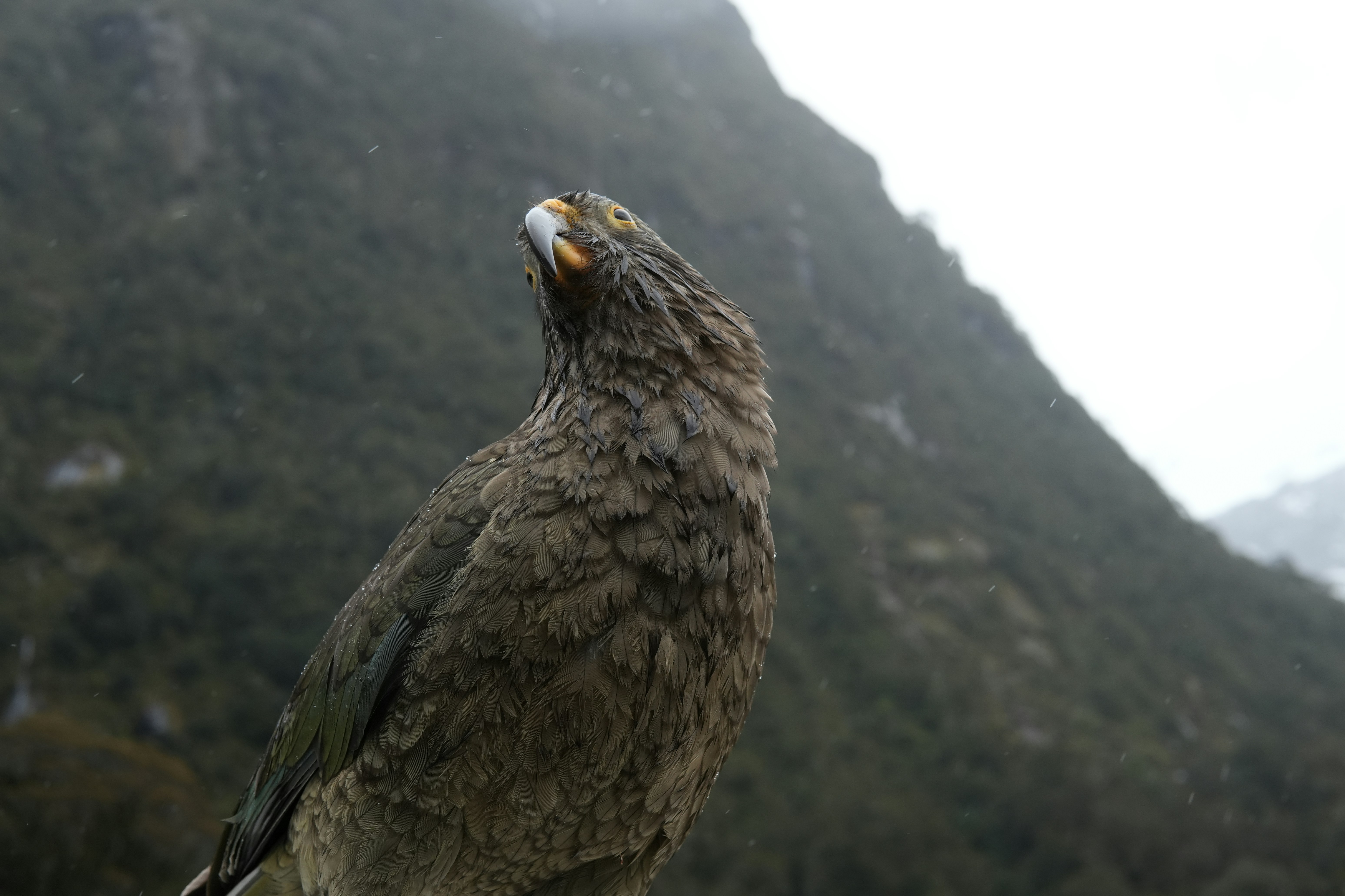Stoic Watcher Beneath the Ridges