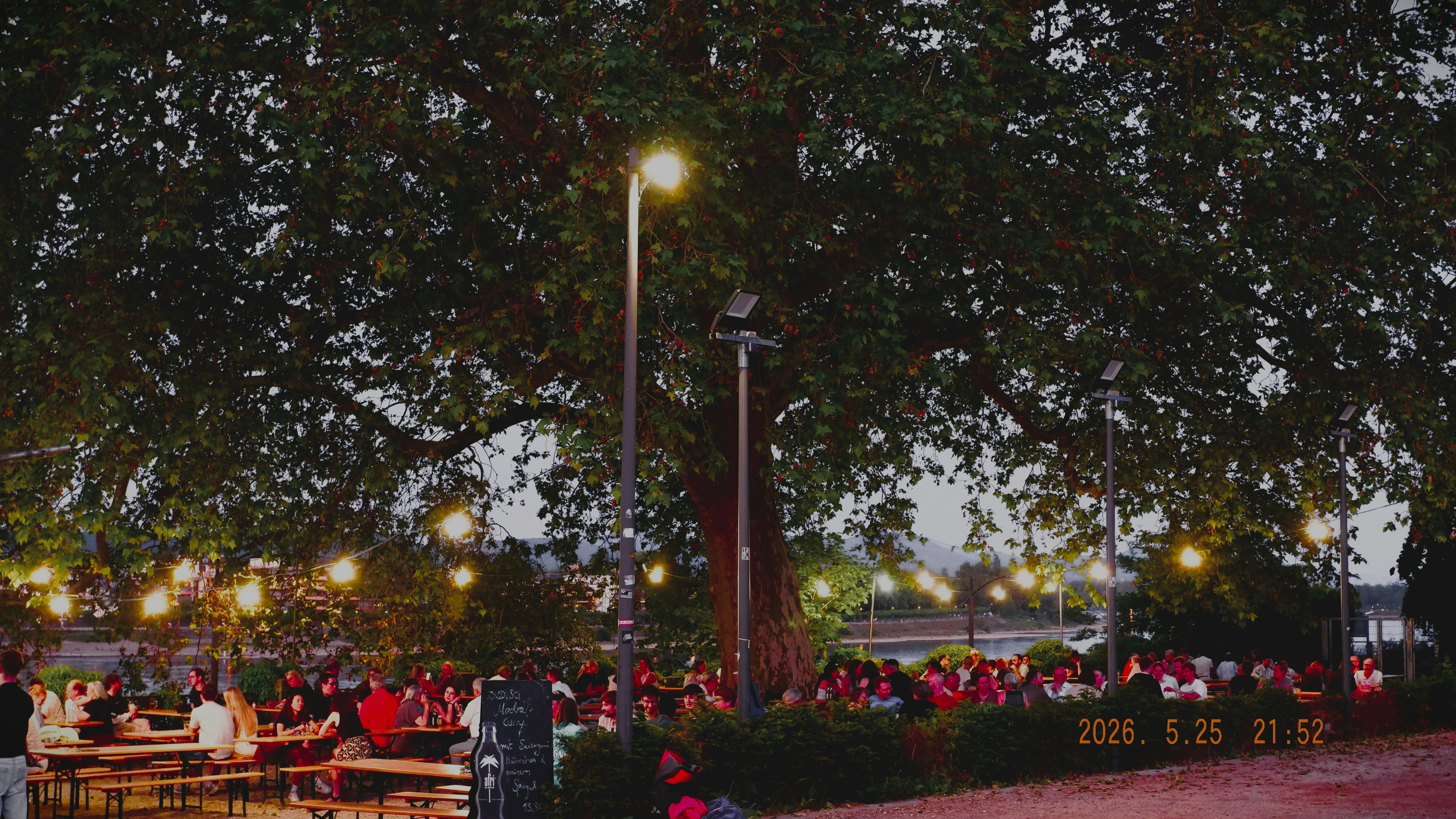 Evening Glow in the Park: Crowd, Lights, and a Prominent Tree