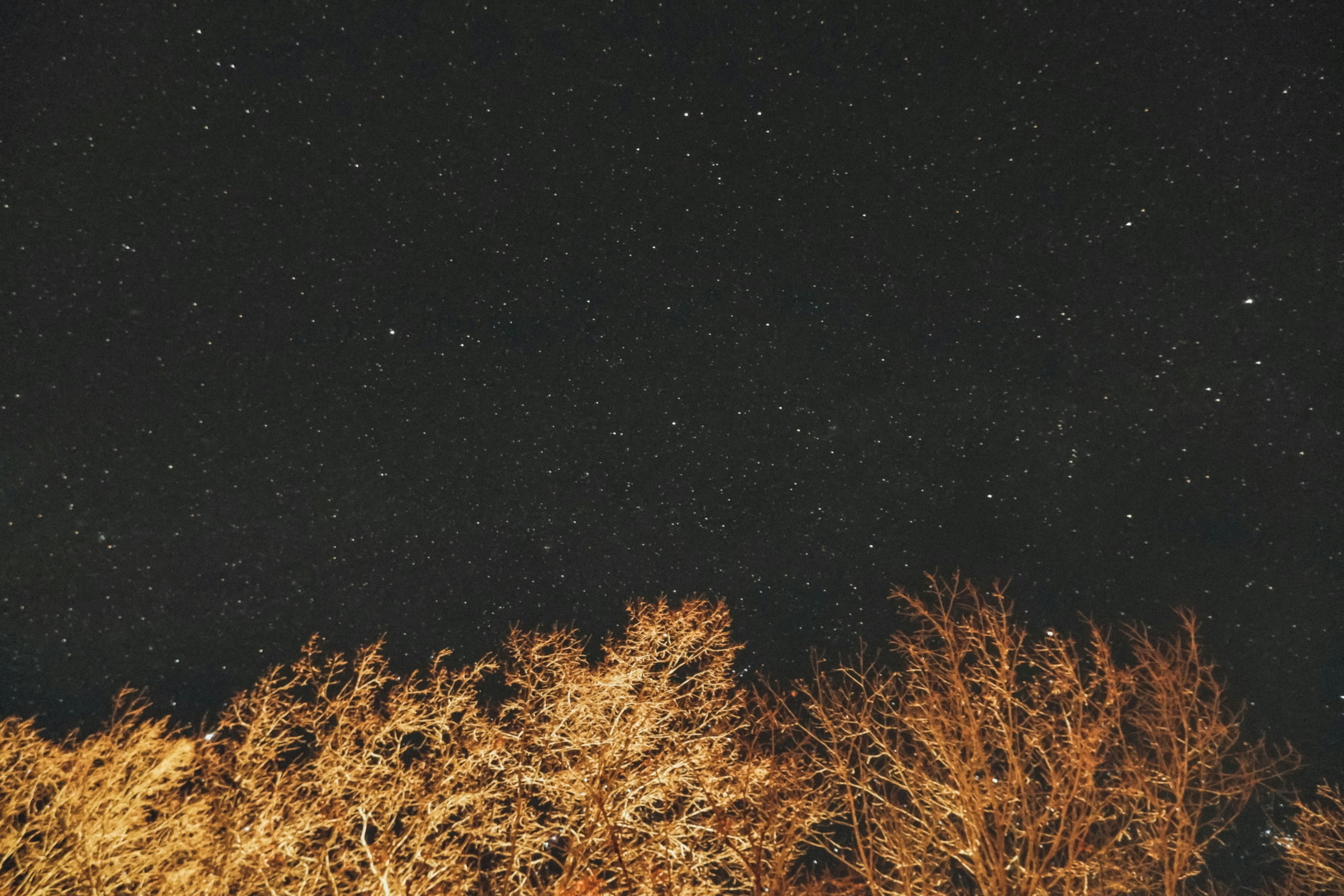 Starlit Ridge: Trees Silhouetted Under a Milky Way Gallery