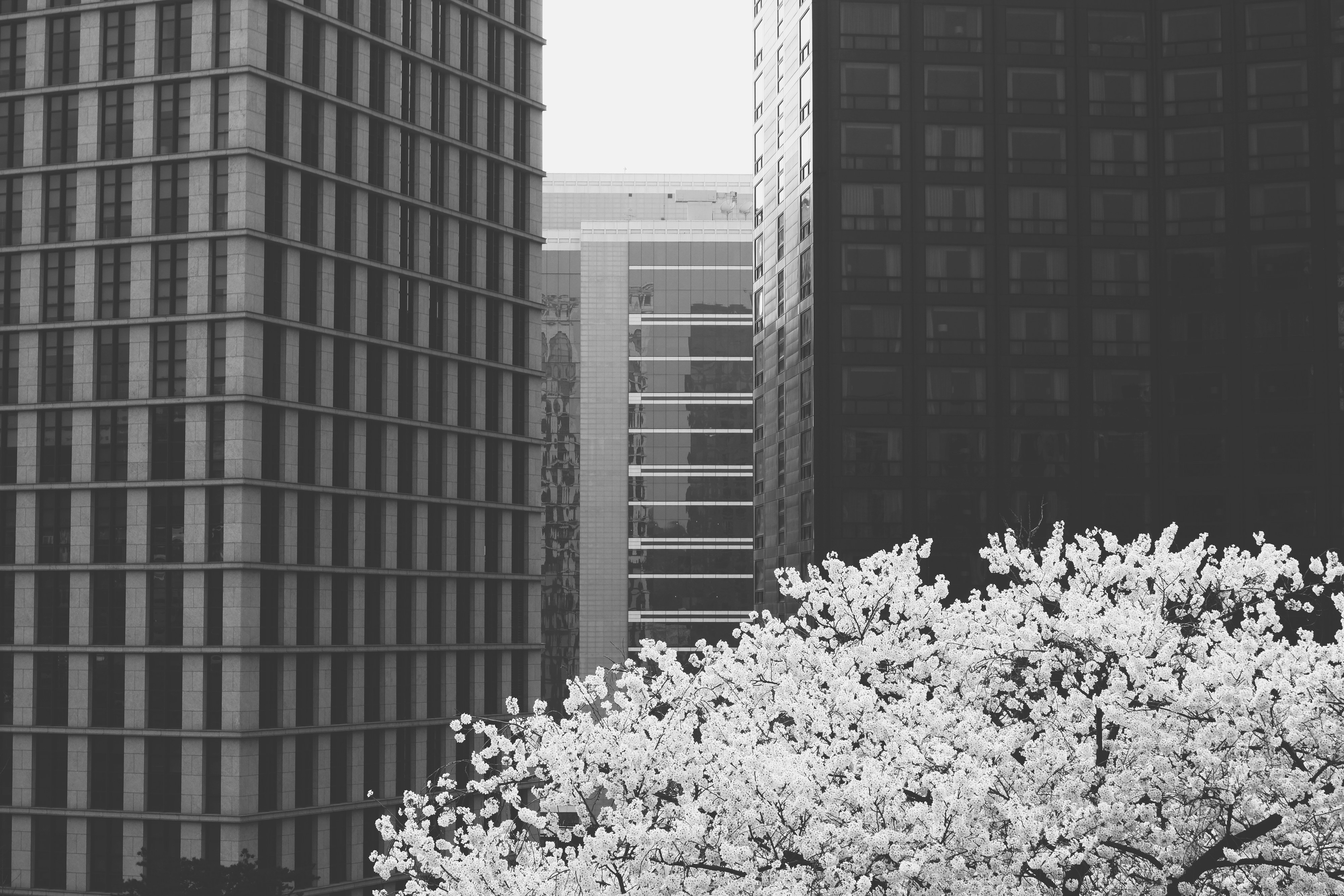 Urban Bloom in Mono