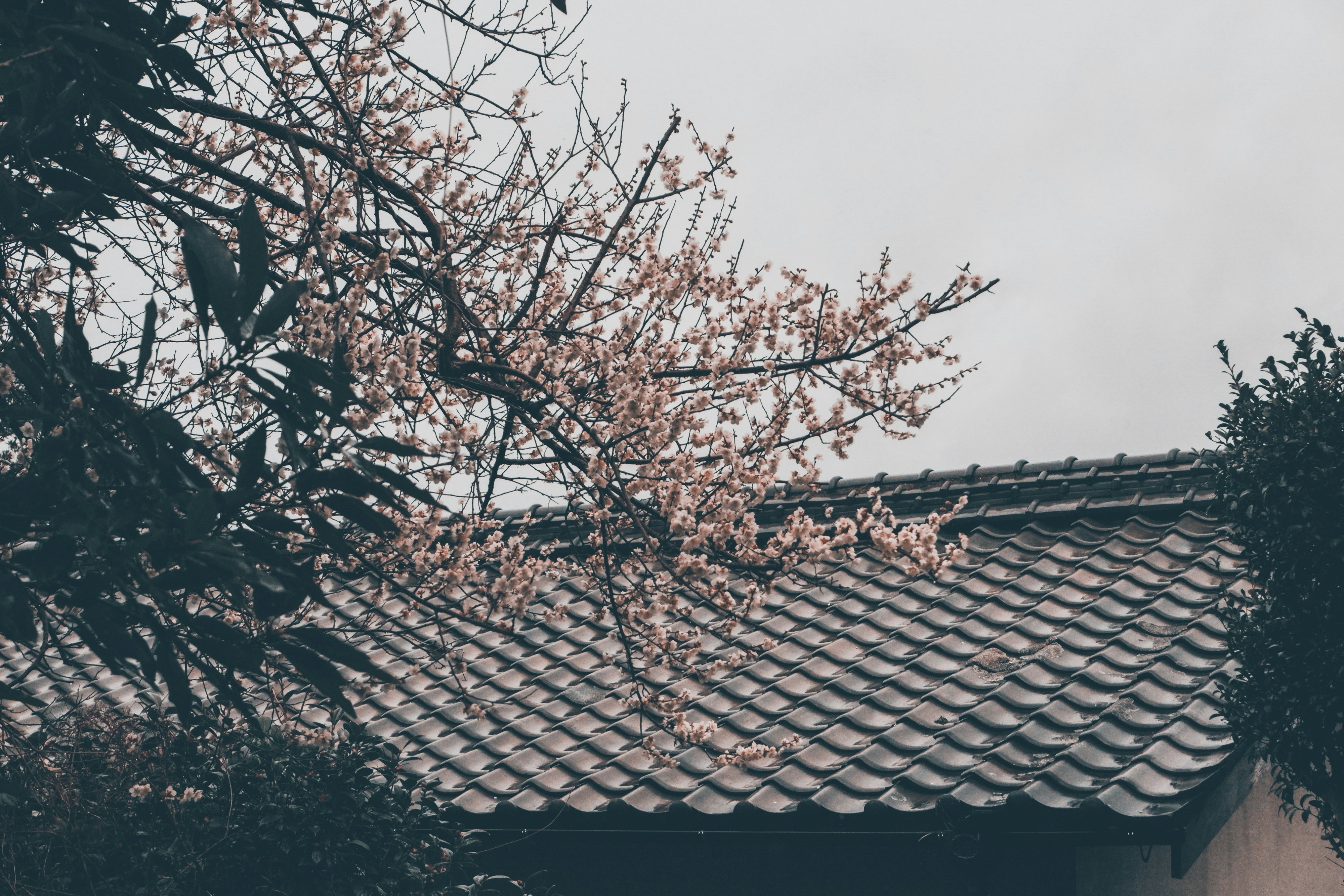 Muted scene of a tiled roof with delicate blossoms drifting above, framed by dark foliage in the foreground. A calm, architectural and natural contrast captured in subdued tones.