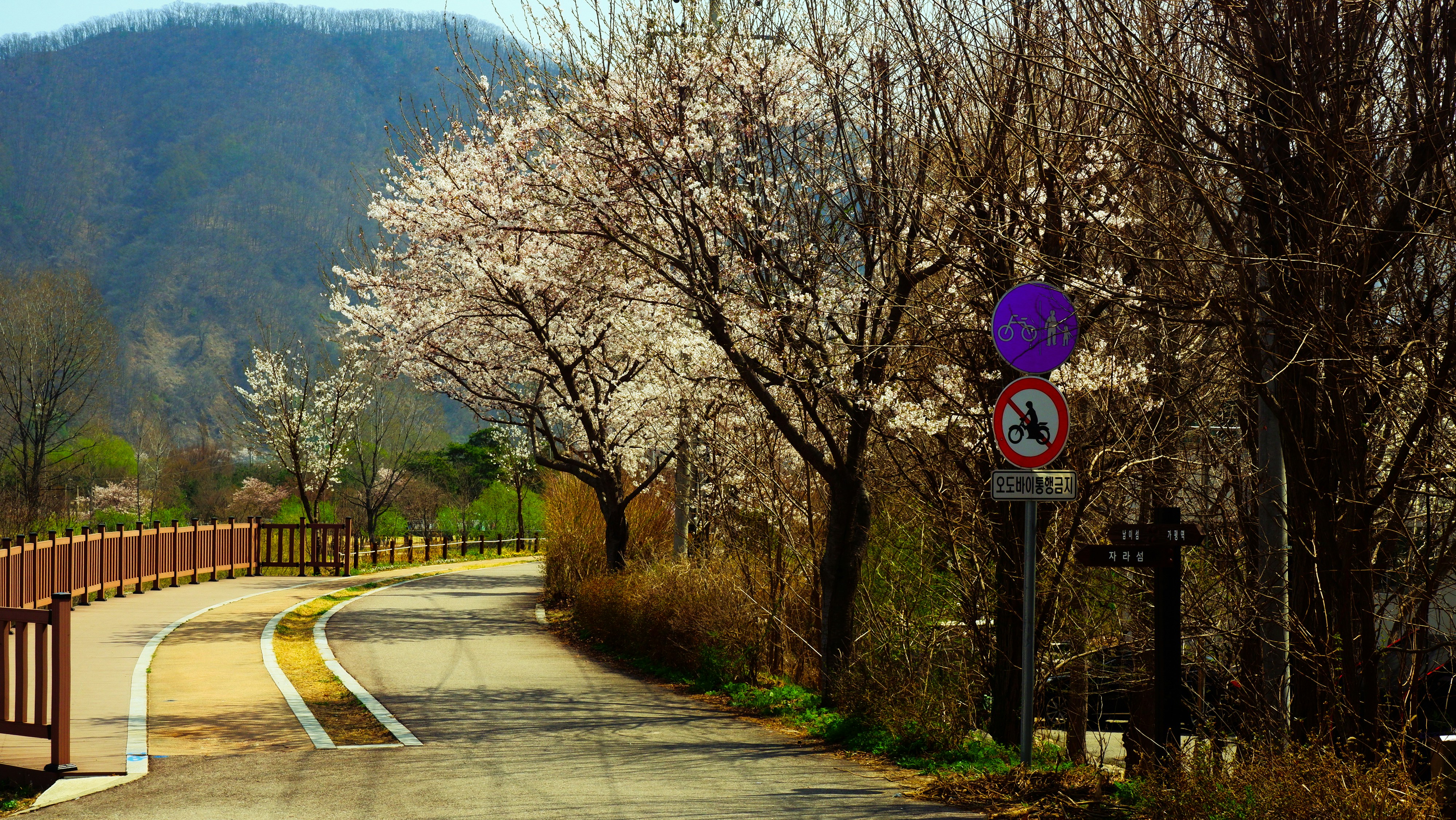 Blossom Lane Under a Painted Sky