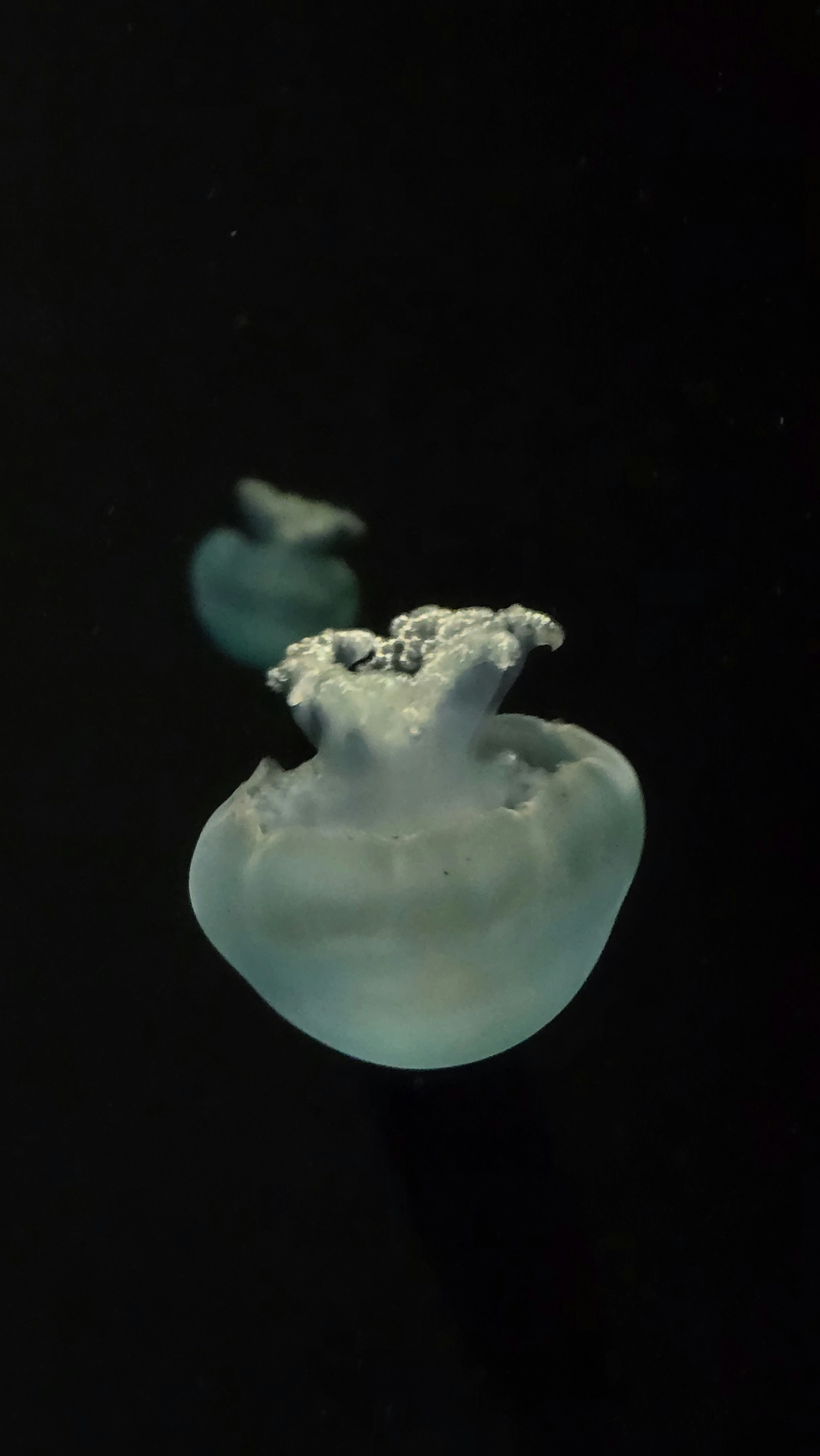 Blue Moon Jelly Suspended in Darkness