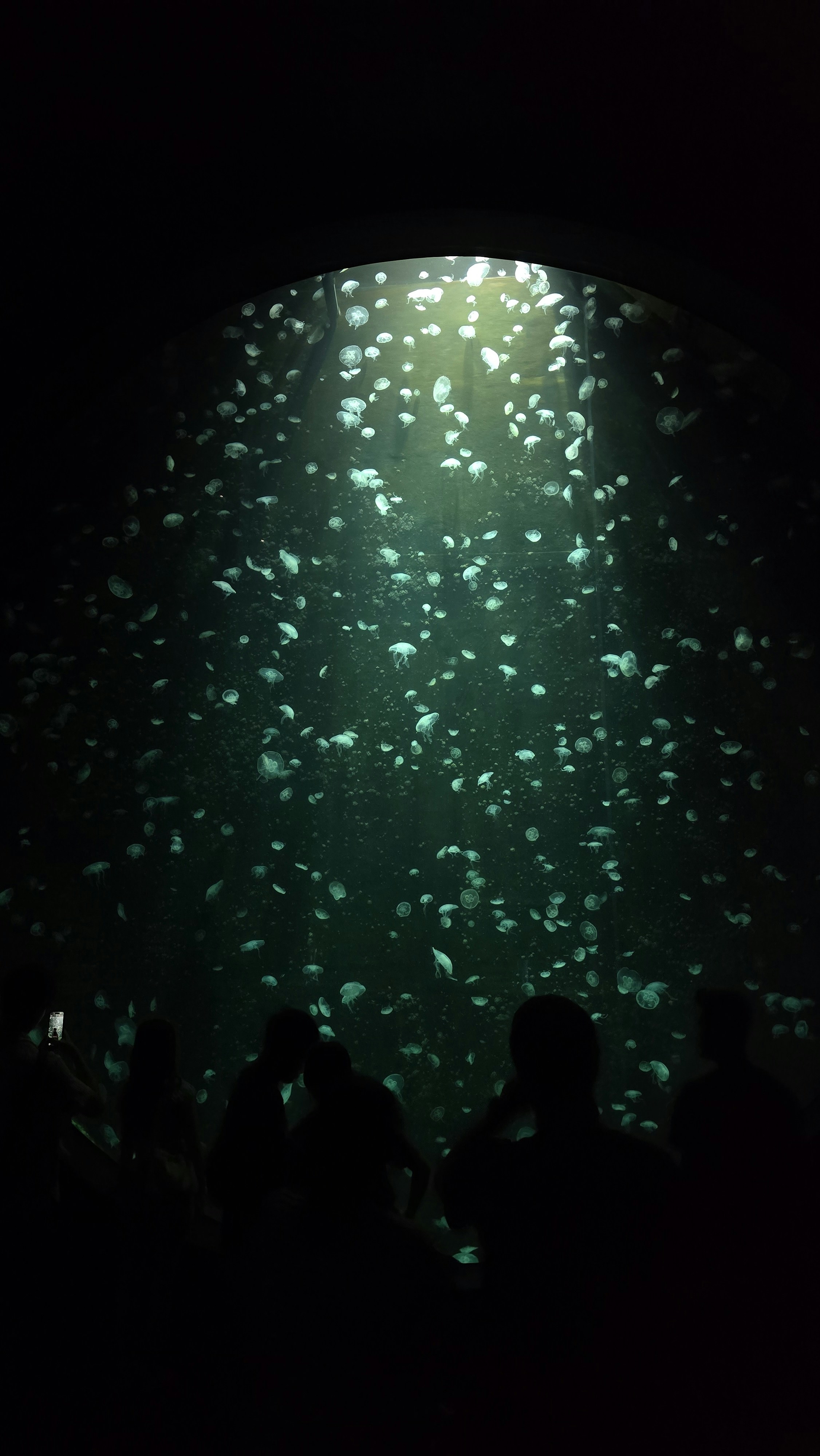 Bioluminescent Cascade: Jellyfish Silhouettes in a Dark Chamber