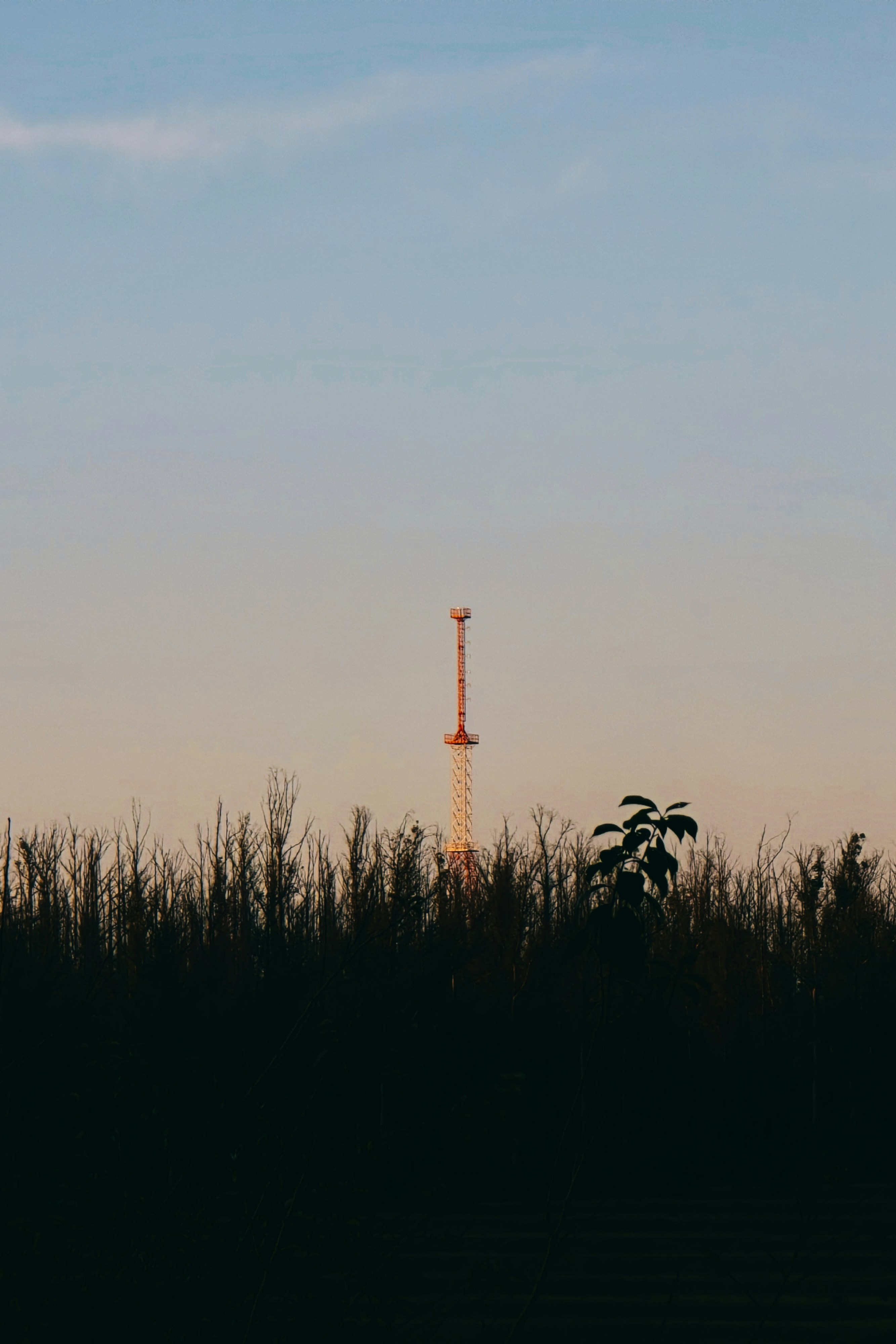 Dawn Sentinel: A lone transmission tower rises above the dark hedgerow