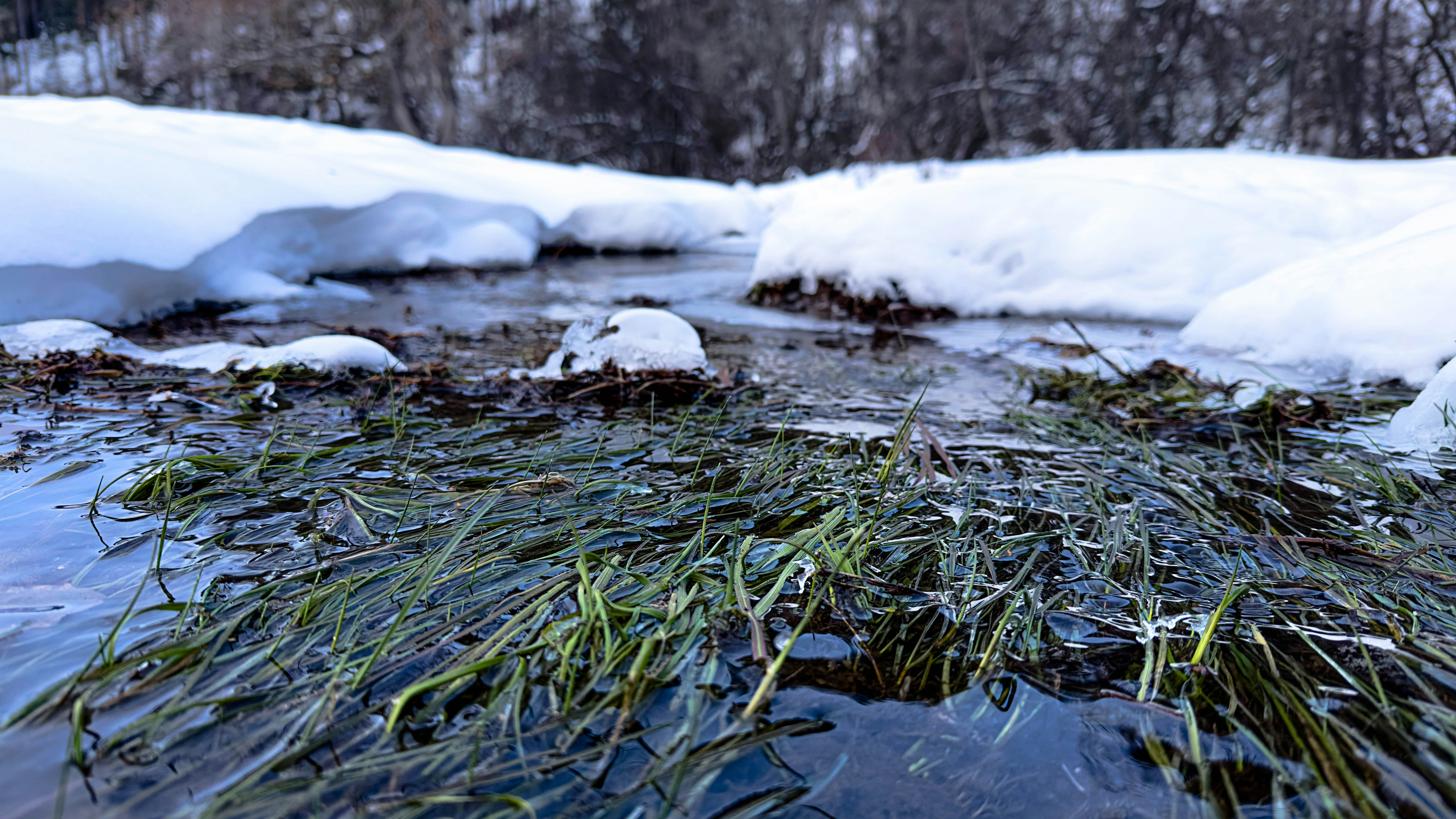 Melting stream winds through grass under snow, with fragmented reflections and a shallow bend in the icy water. A close-up of the liquid ribbon under a snowy bank.