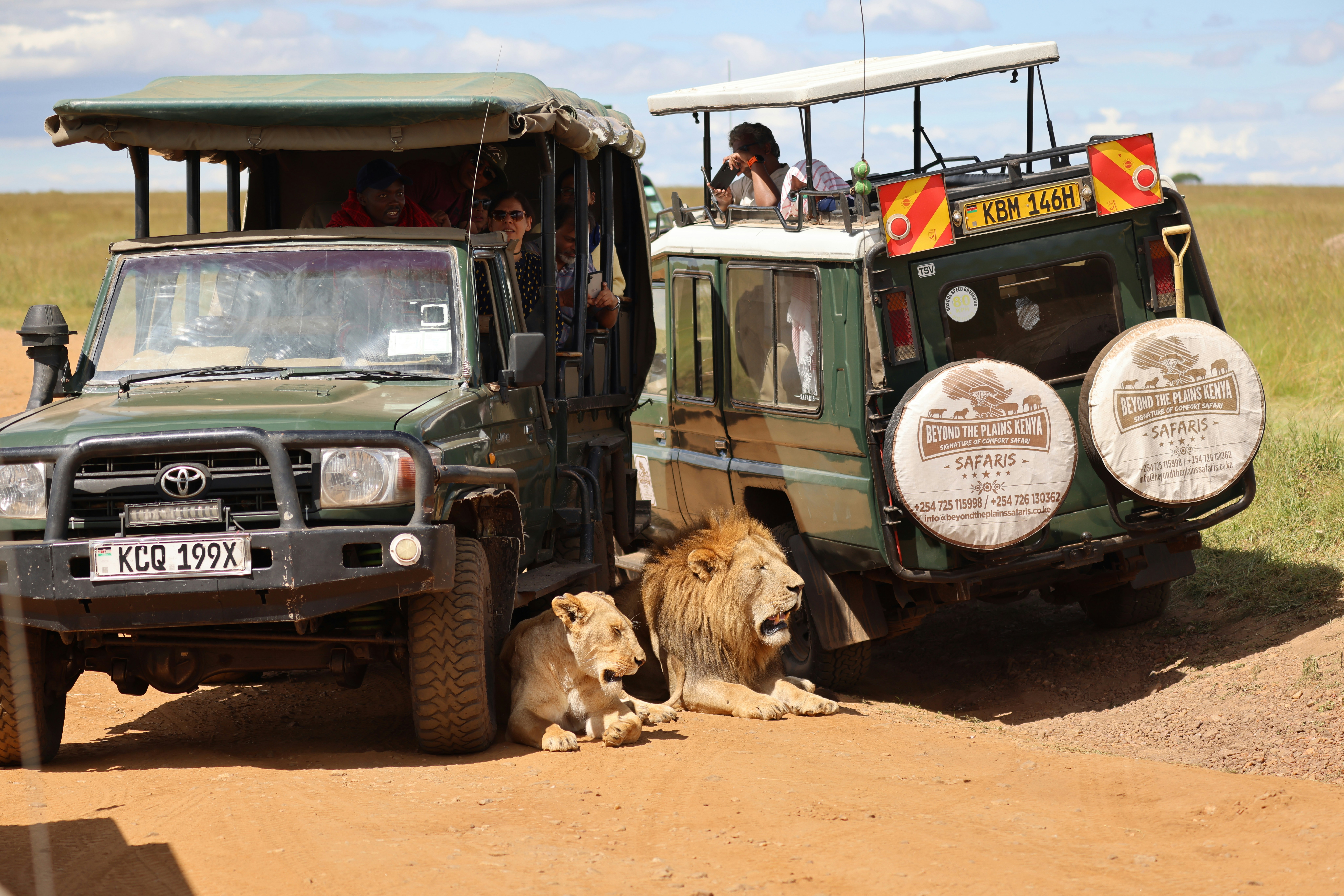 Two safari vehicles rest on a dusty road with a pair of lions lounging between them, passengers visible in the open-air seats and grasses stretching into the horizon.