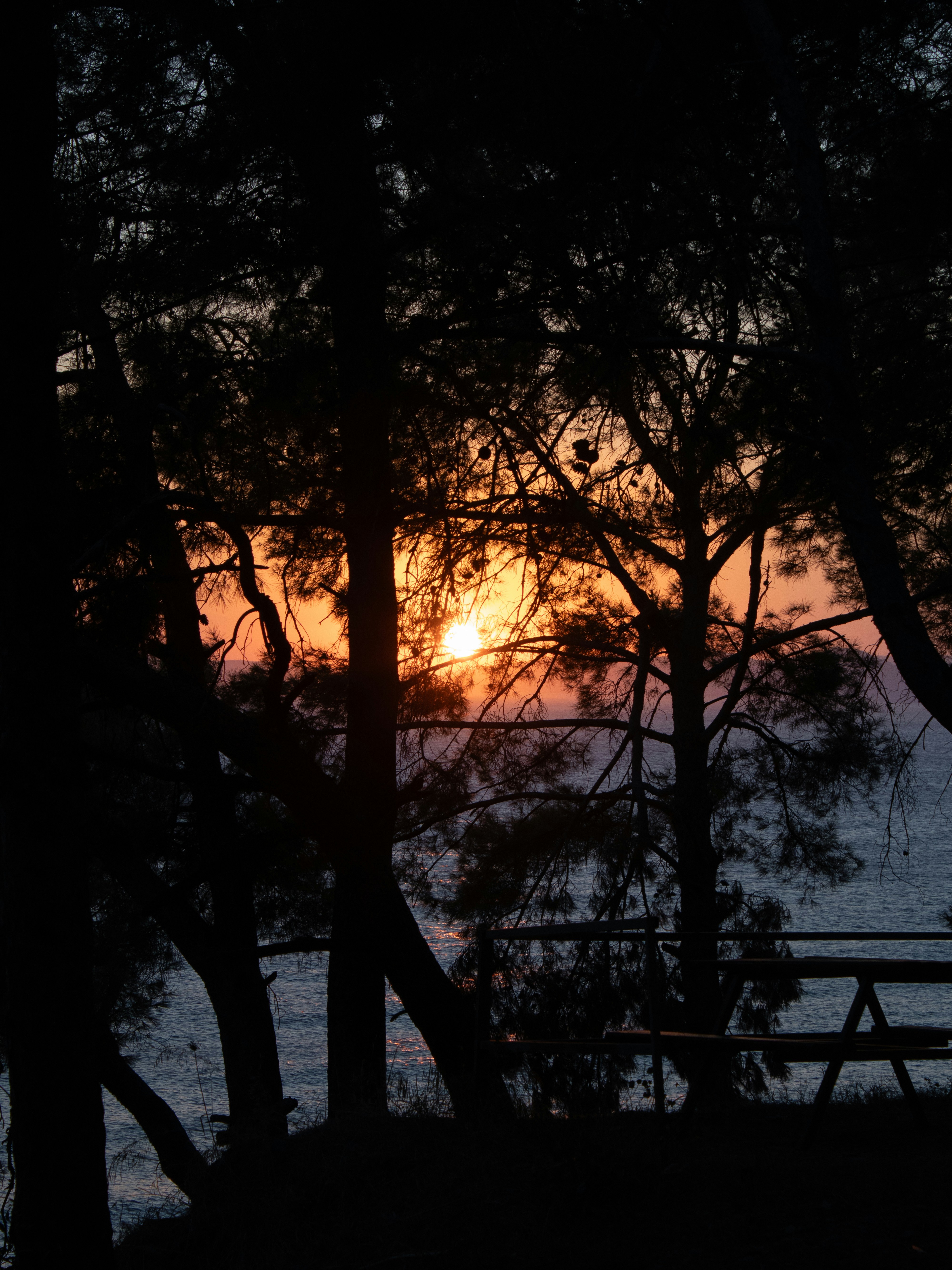 Sunset Silhouettes Behind a Quiet Lakeside Clearing