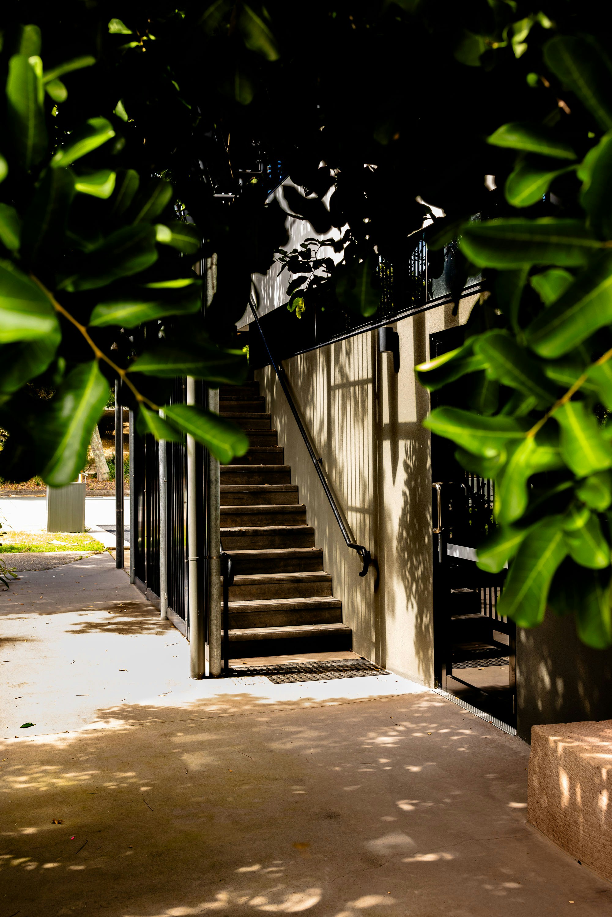 Hidden Staircase Beneath Branches