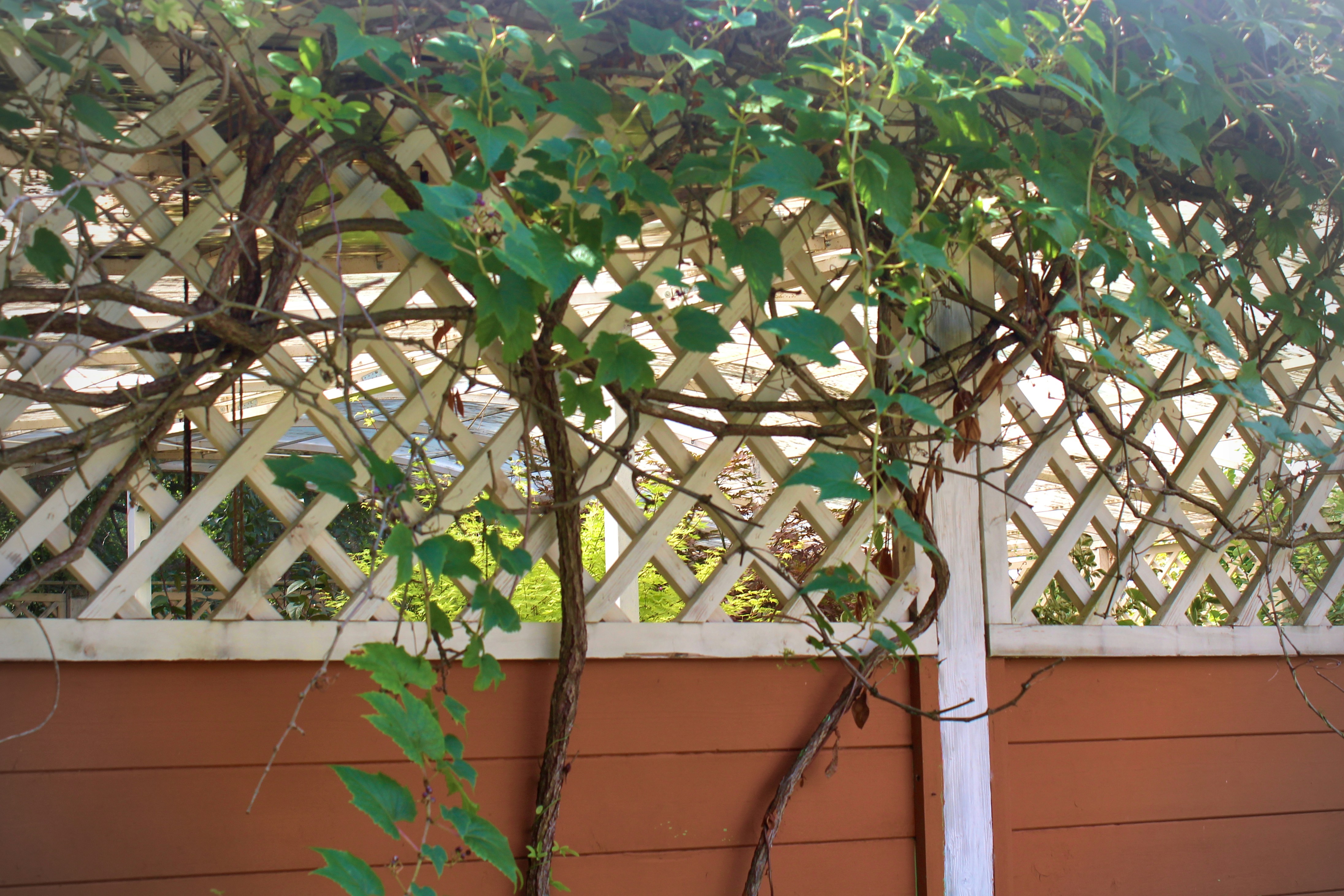 Vine-Strung Fence: Greenery Weaving Through a Lattice