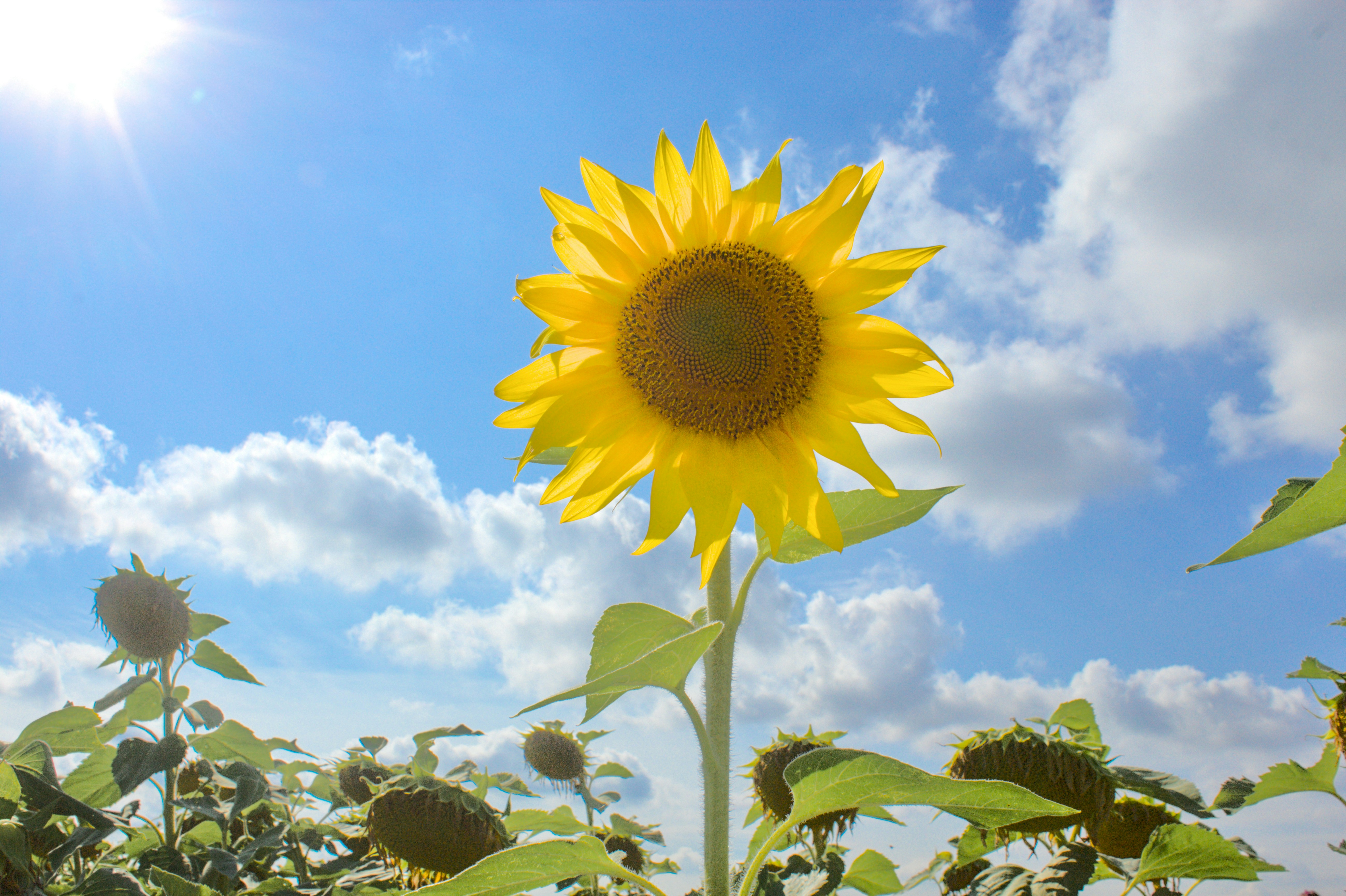 Sunlit Helios: A Bold Sunflower Reaches for the Sky