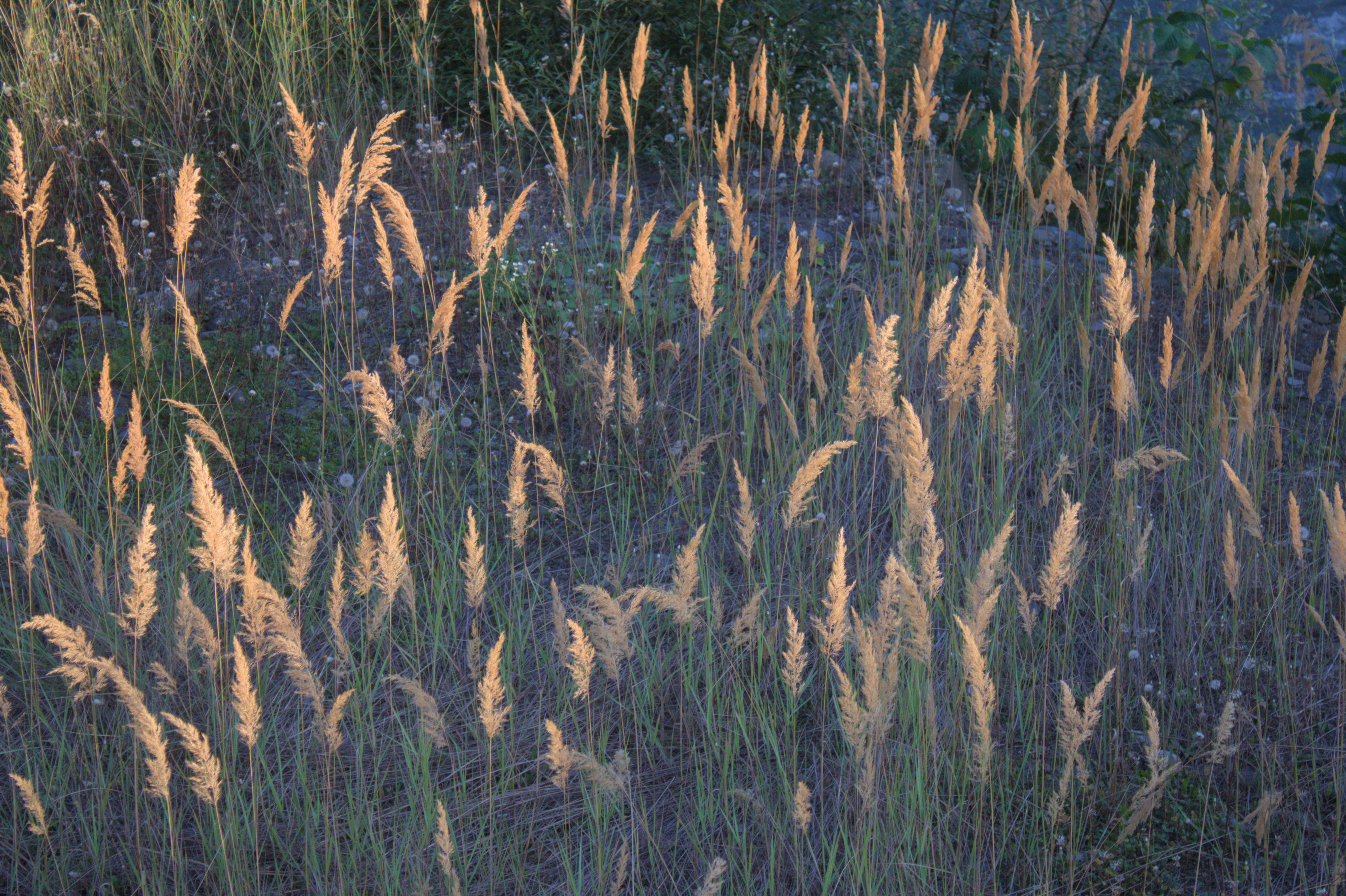 Golden Tussock: Backlit Reeds in Quiet Dusk