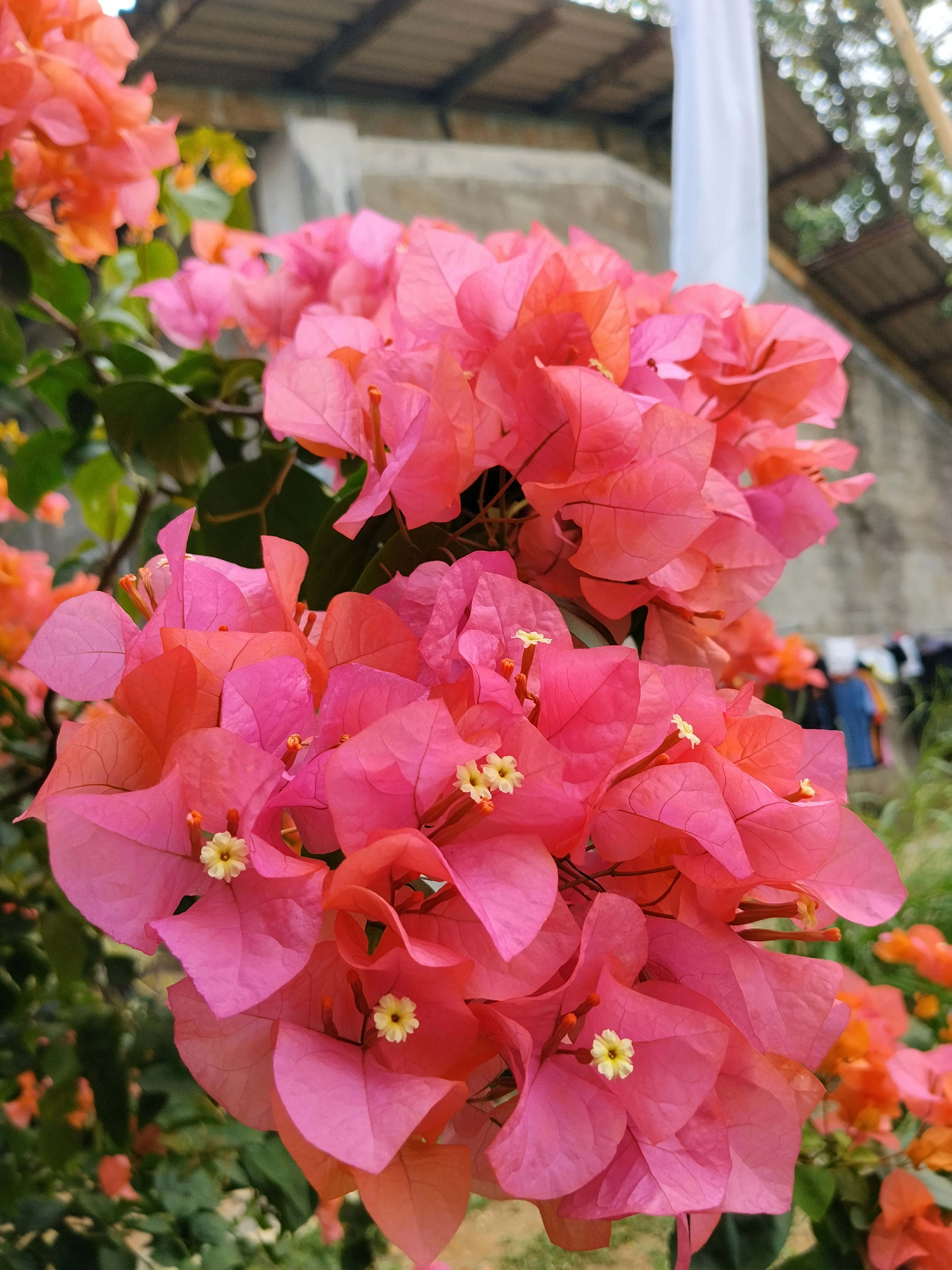 Clusters of vibrant pink and orange bougainvillea flowers with small yellow centers
