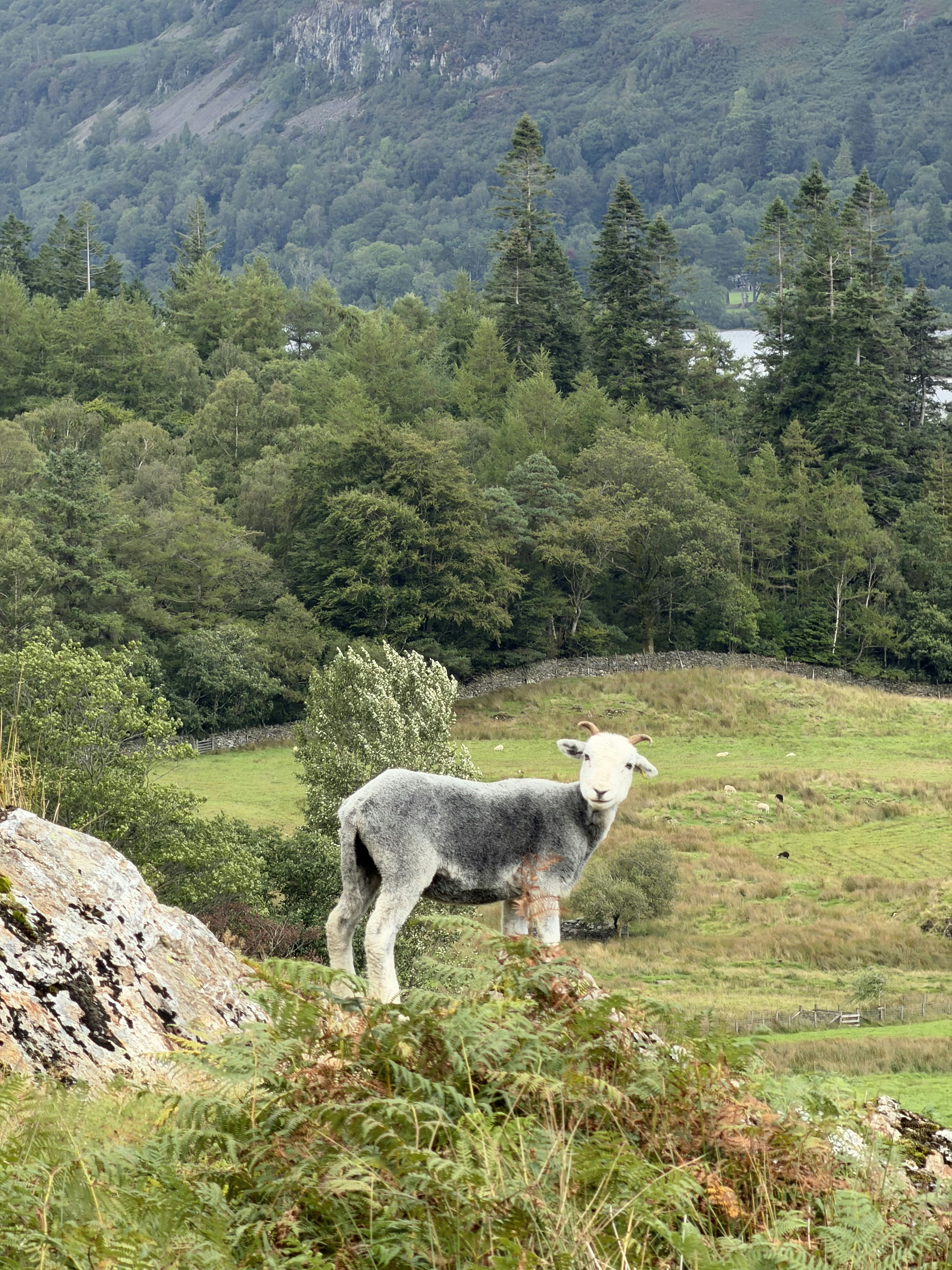 Pastel Meadow Sentinel: A Lone Lamb Amid Rolling Hills
