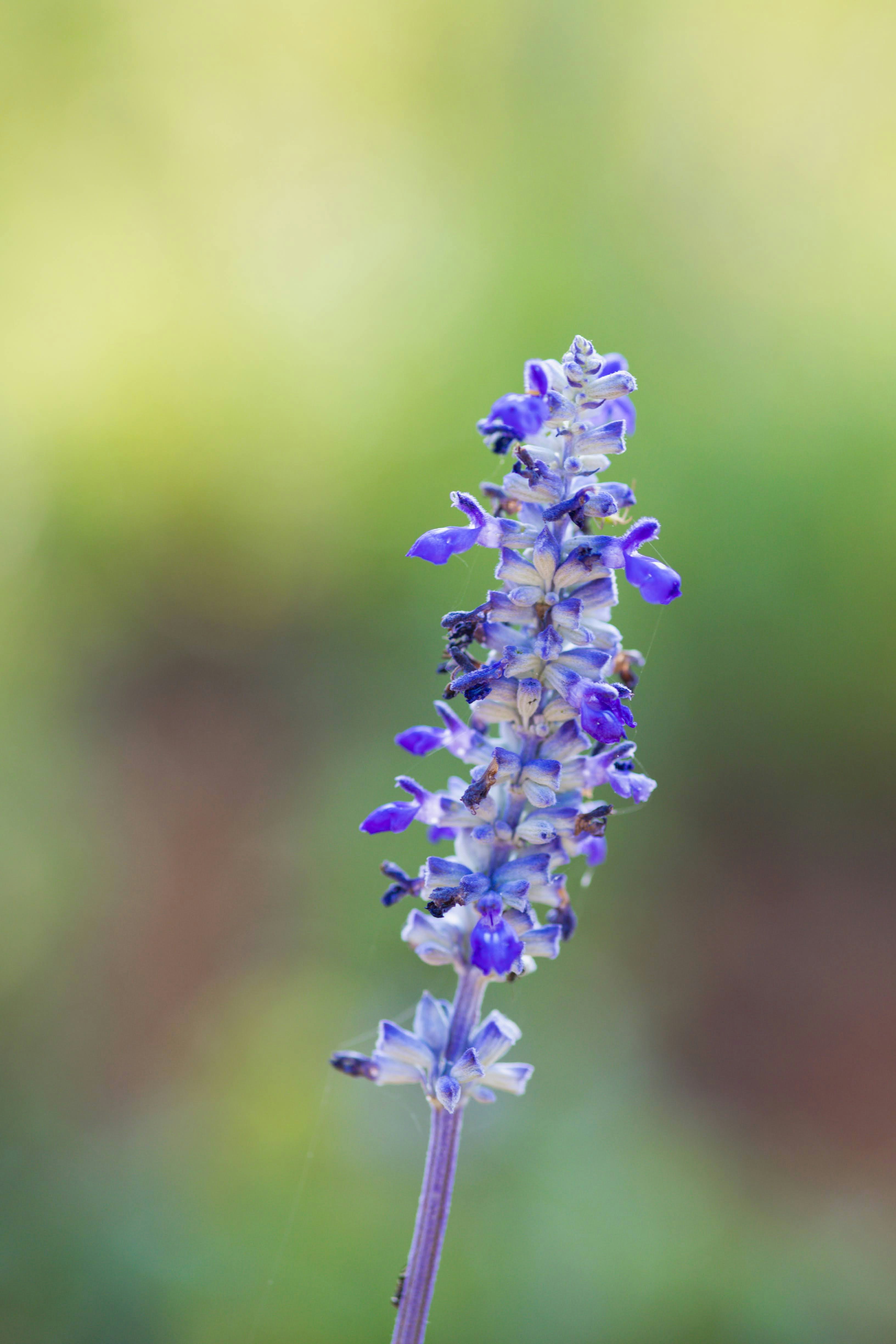 Azure Spike: A Lavender Torch Rising from a Soft, Sunlit Meadow