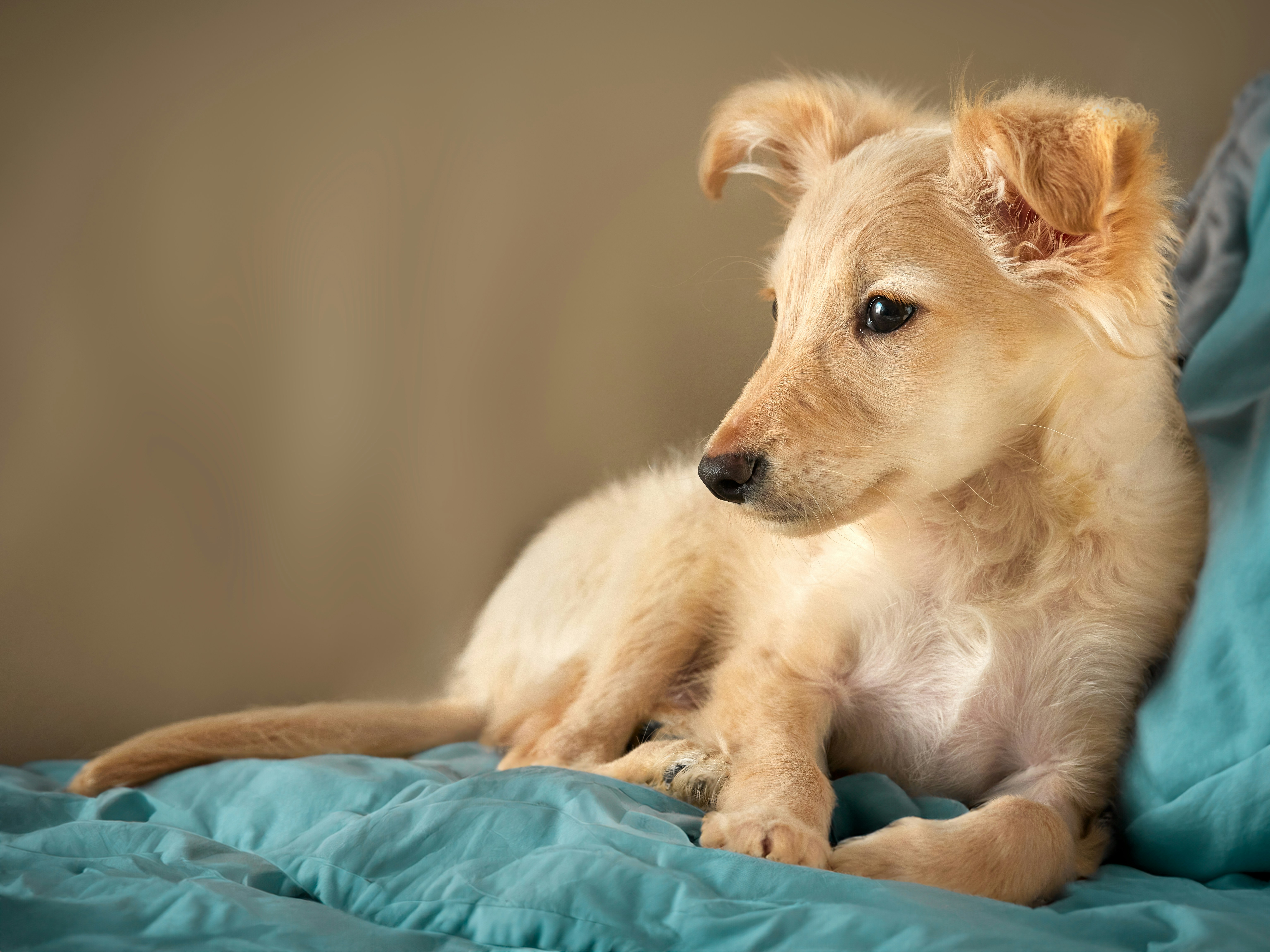 Golden Pup Reclining on Teal Bedding