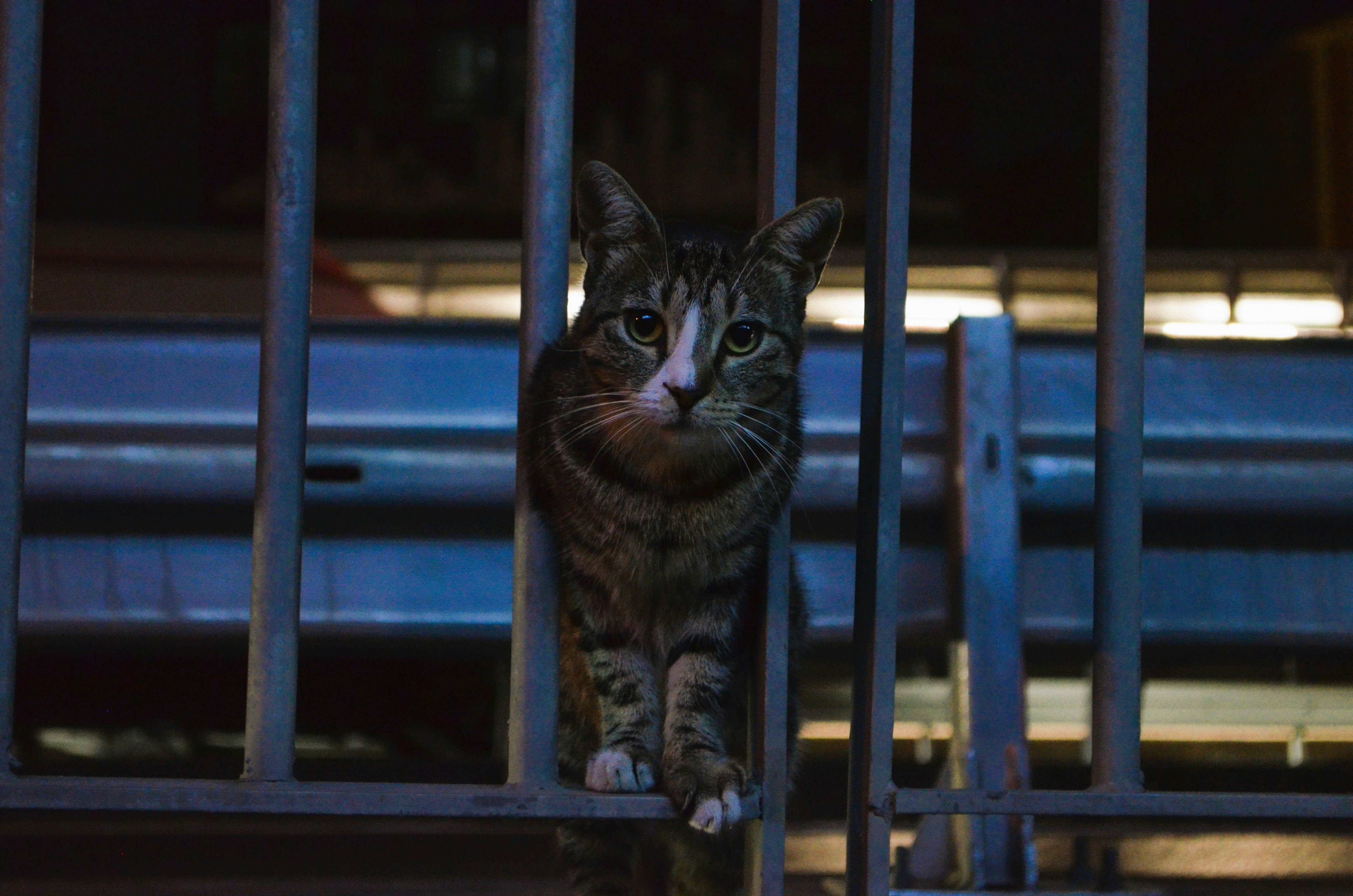 Midnight Watch: A Curious Feline in the Neon Barriers