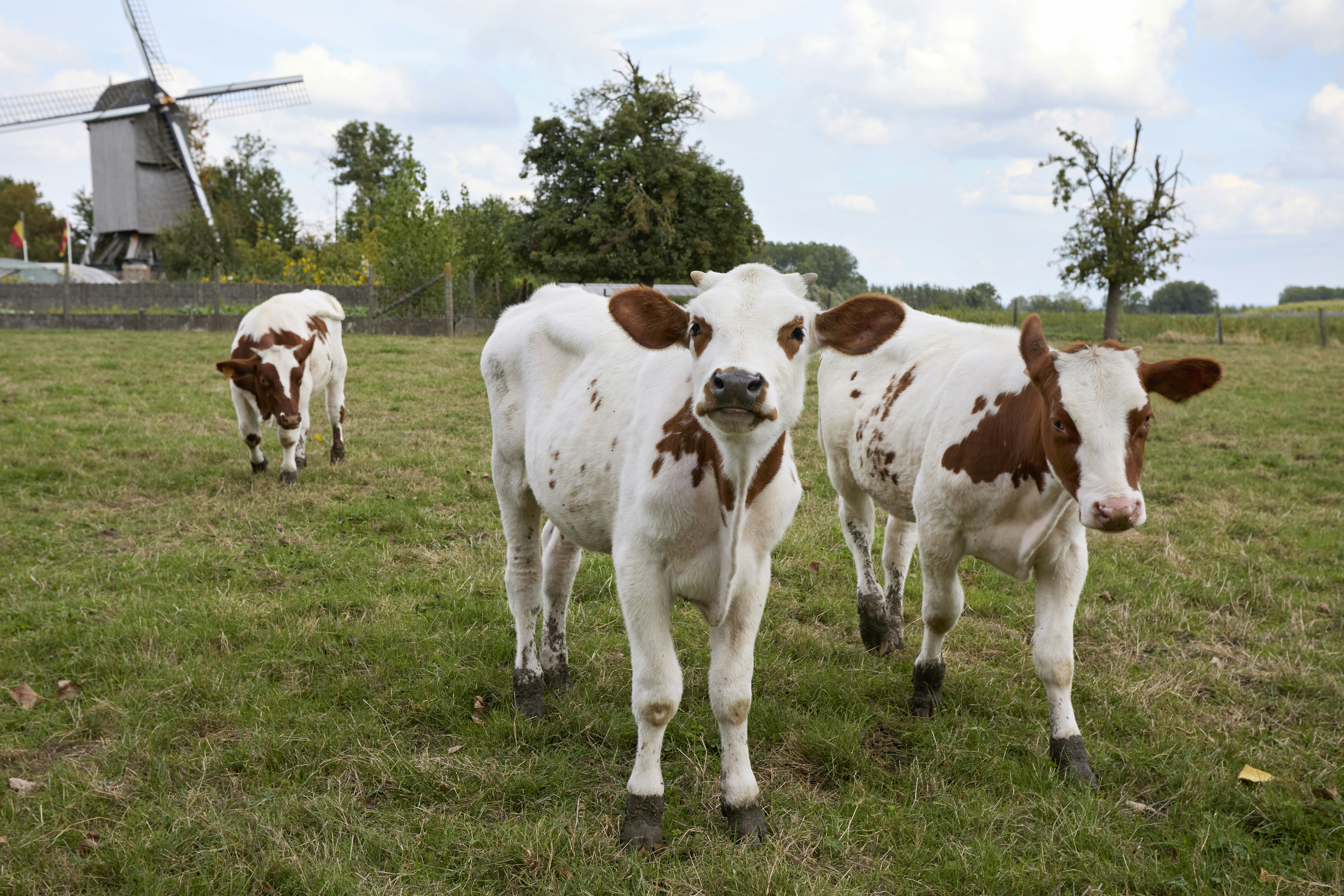 Pasture Parade: Three Holsteins Approaching the Lens