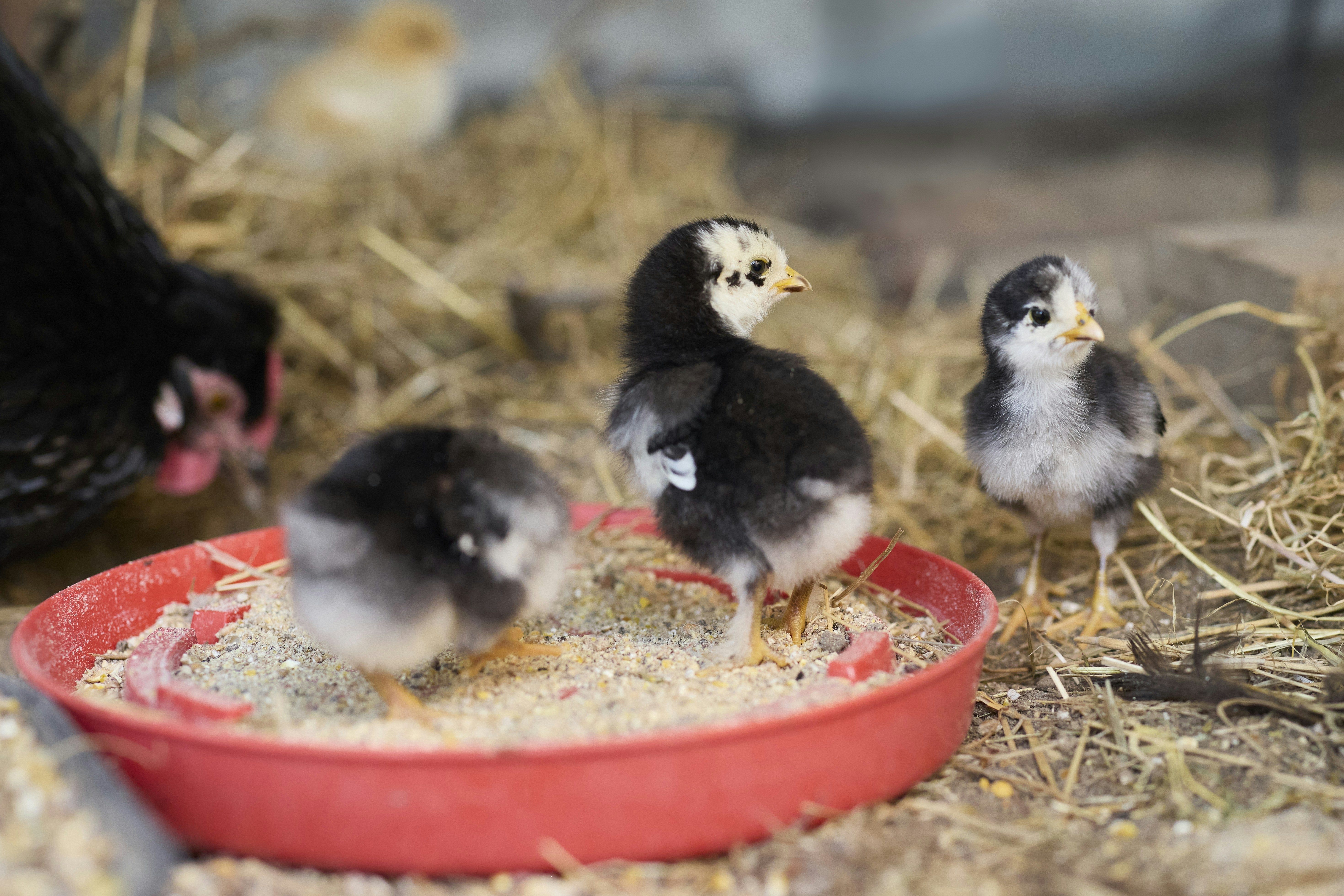 Red-Bedded Chicks at Mealtime: Small Starlings in a Tidy Red Feeder