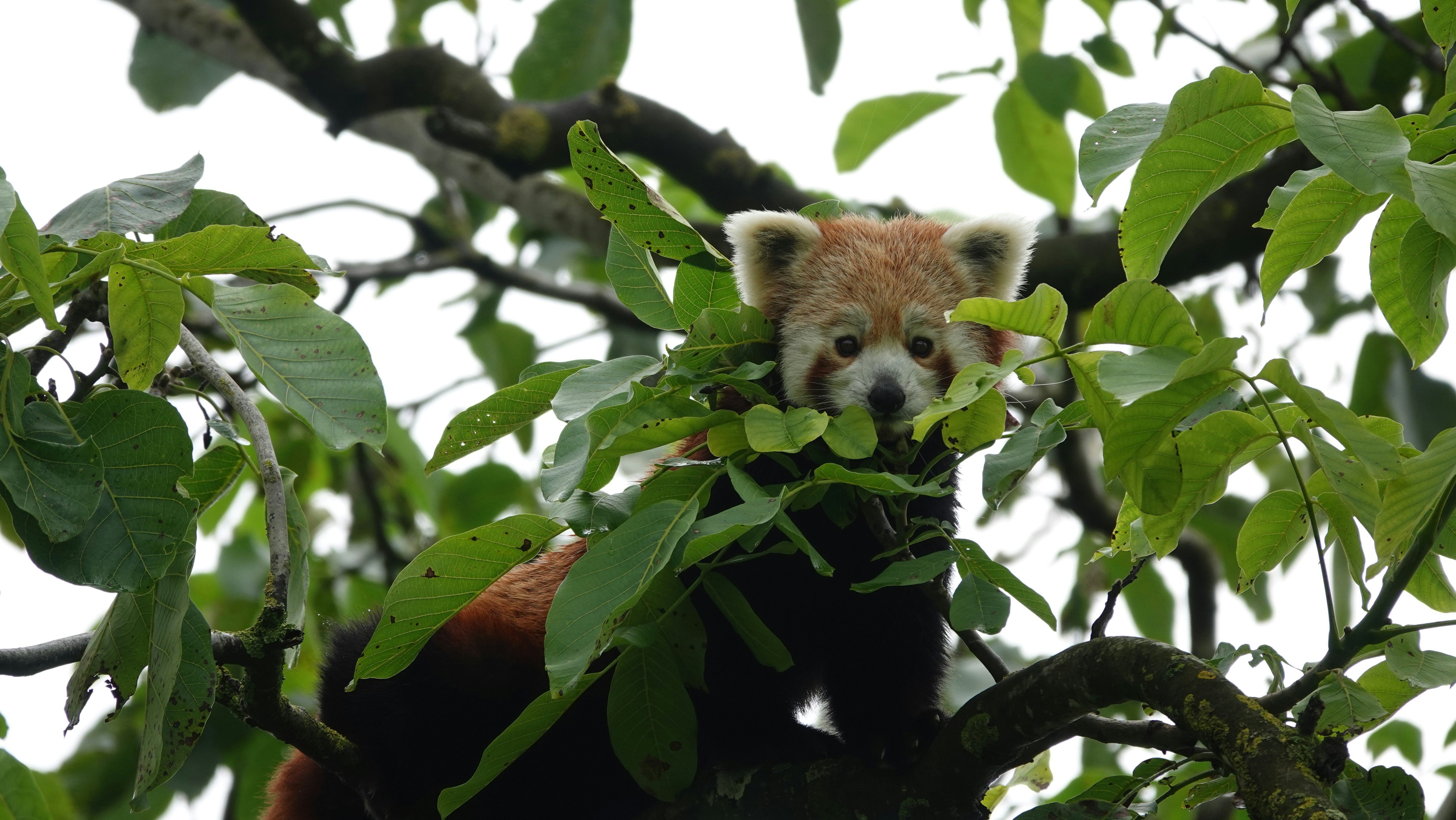 Red Panda Peek: Quiet Climb Through Emerald Canopy