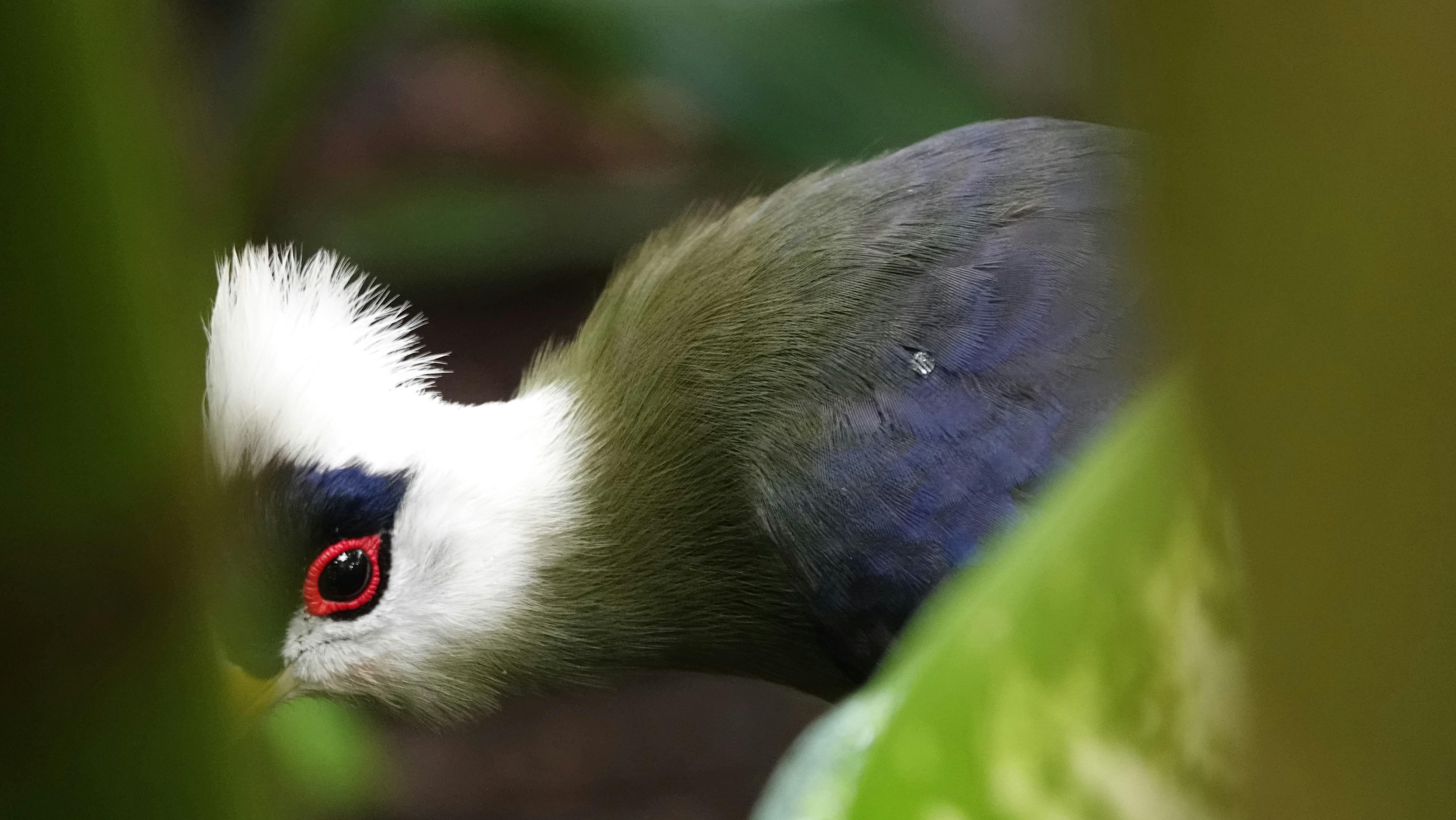 Red-eyed Amethyst Dove: a close-up through the foliage