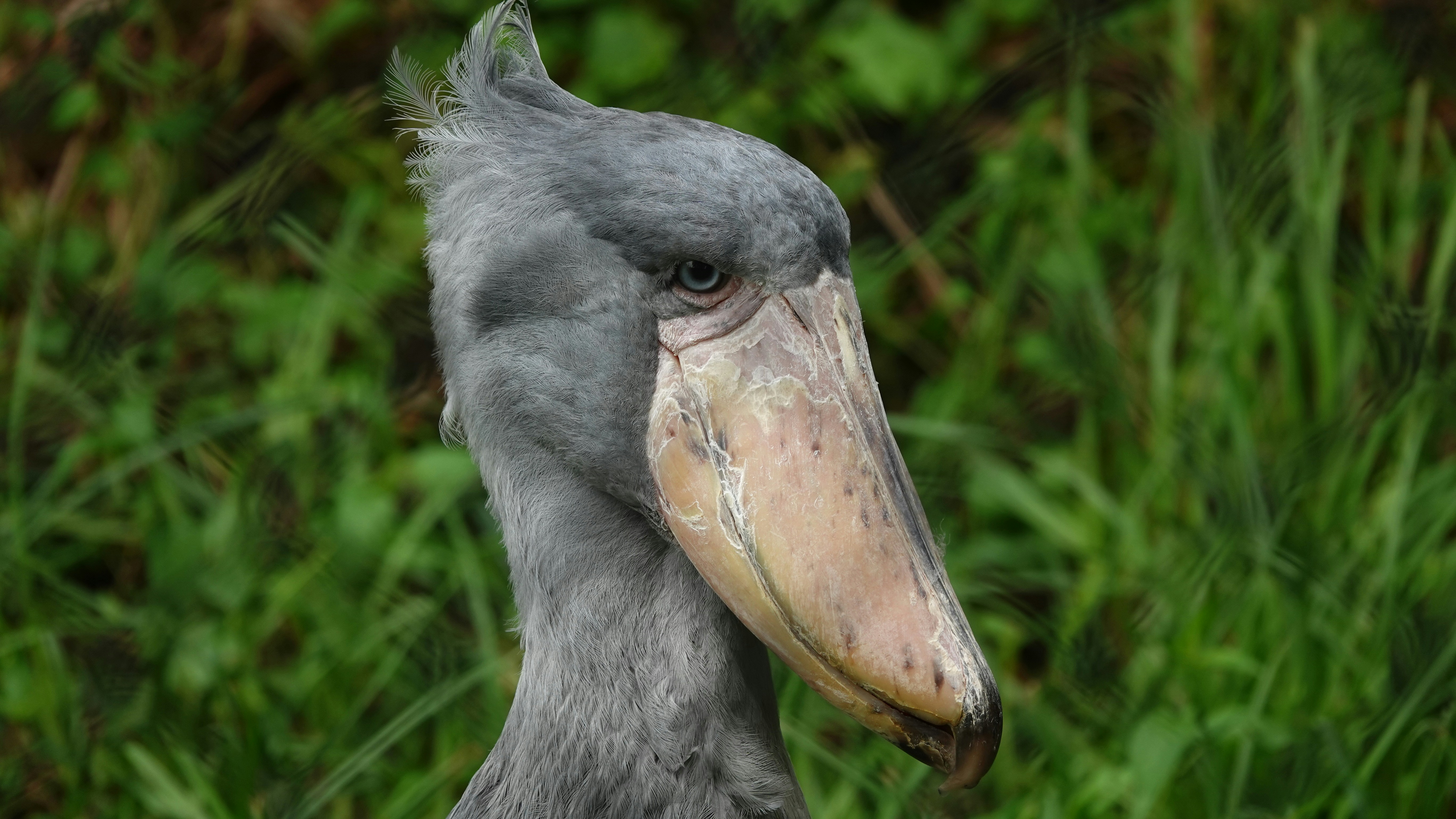 Grey heron portrait: weathered beak and piercing eye amid green backdrop