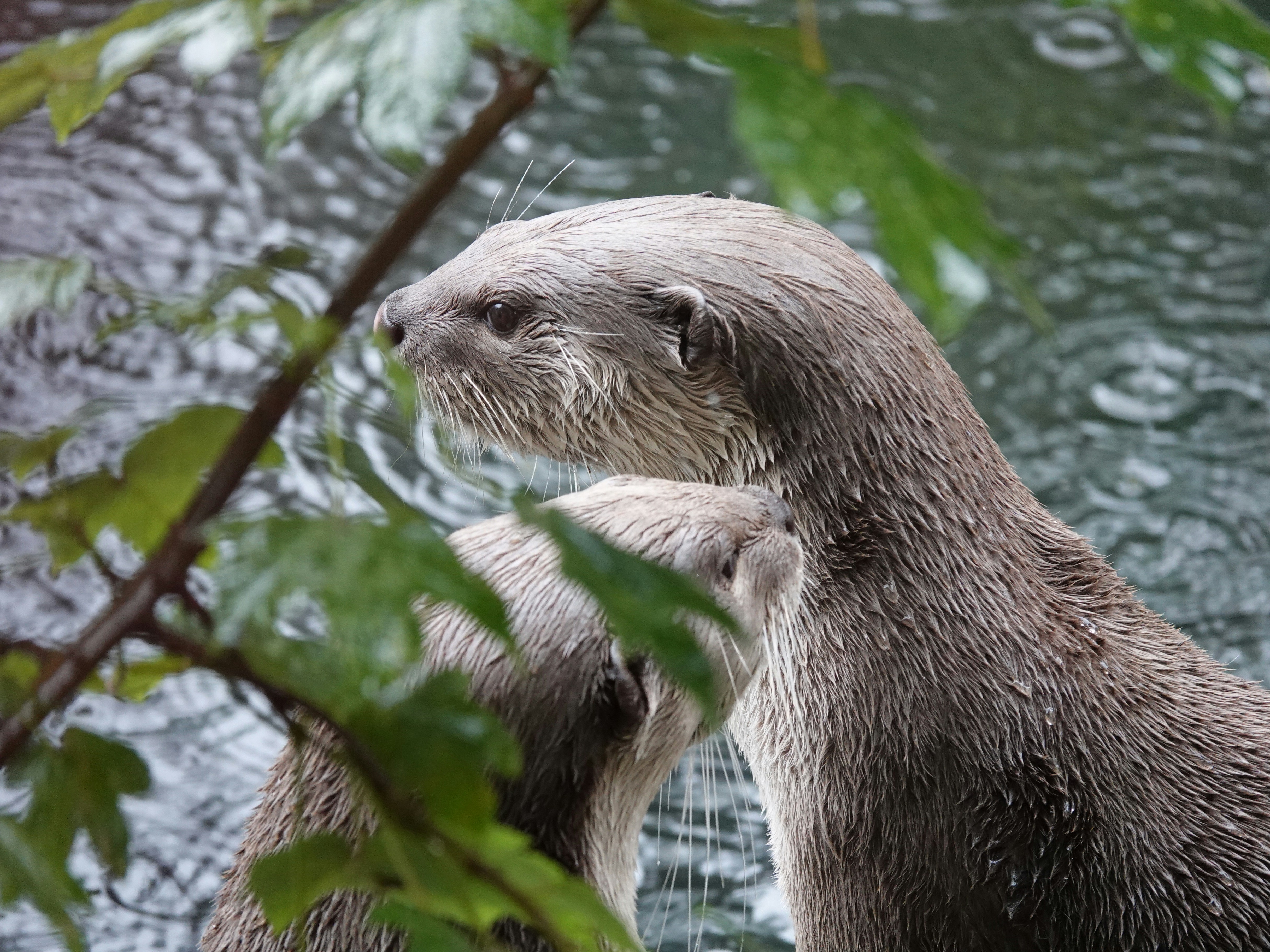 Otter Portrait Amid River Whispers