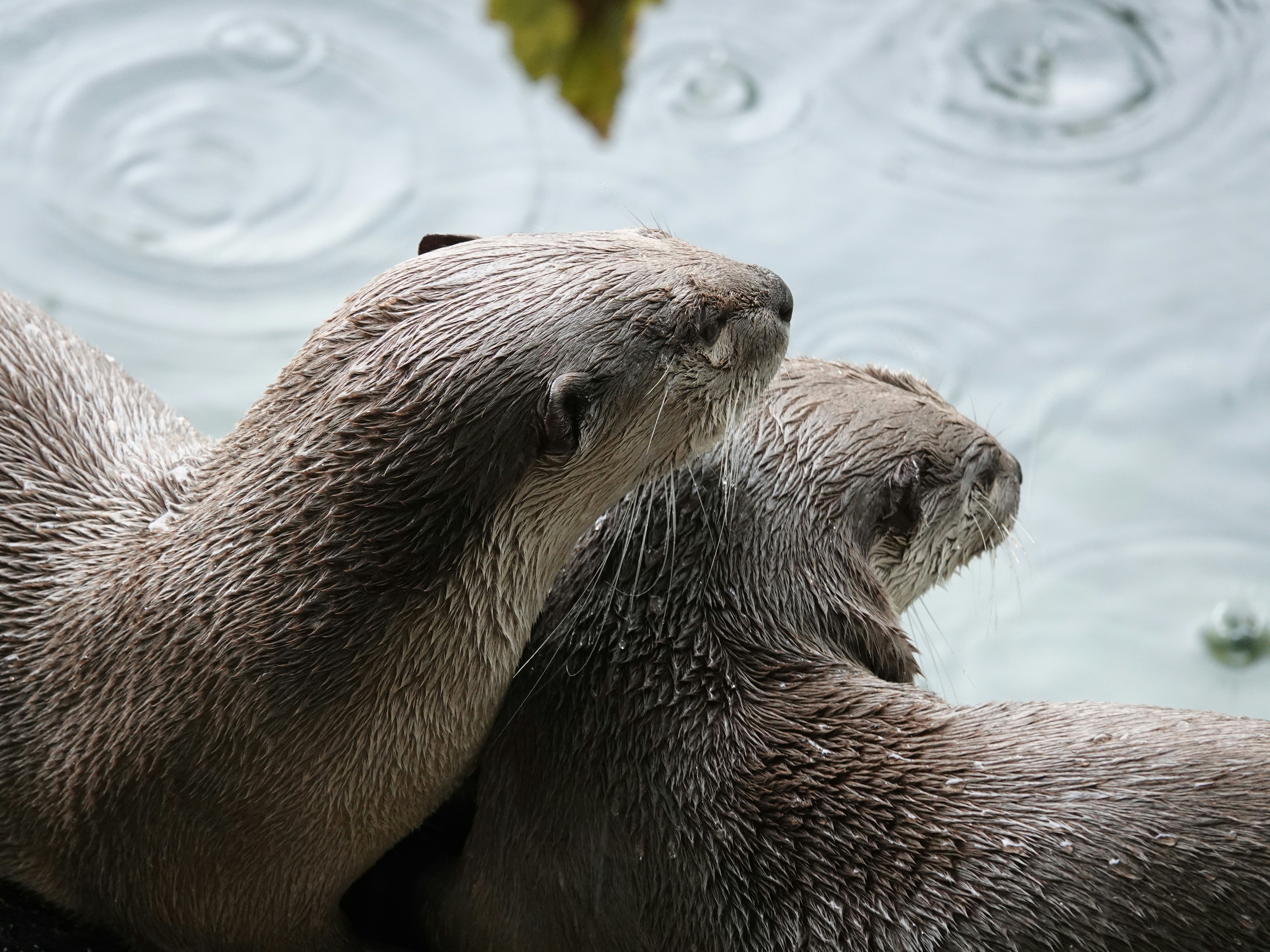 Otter Pair in Harmony: Close-Up of Curved Heads and Wet Fur