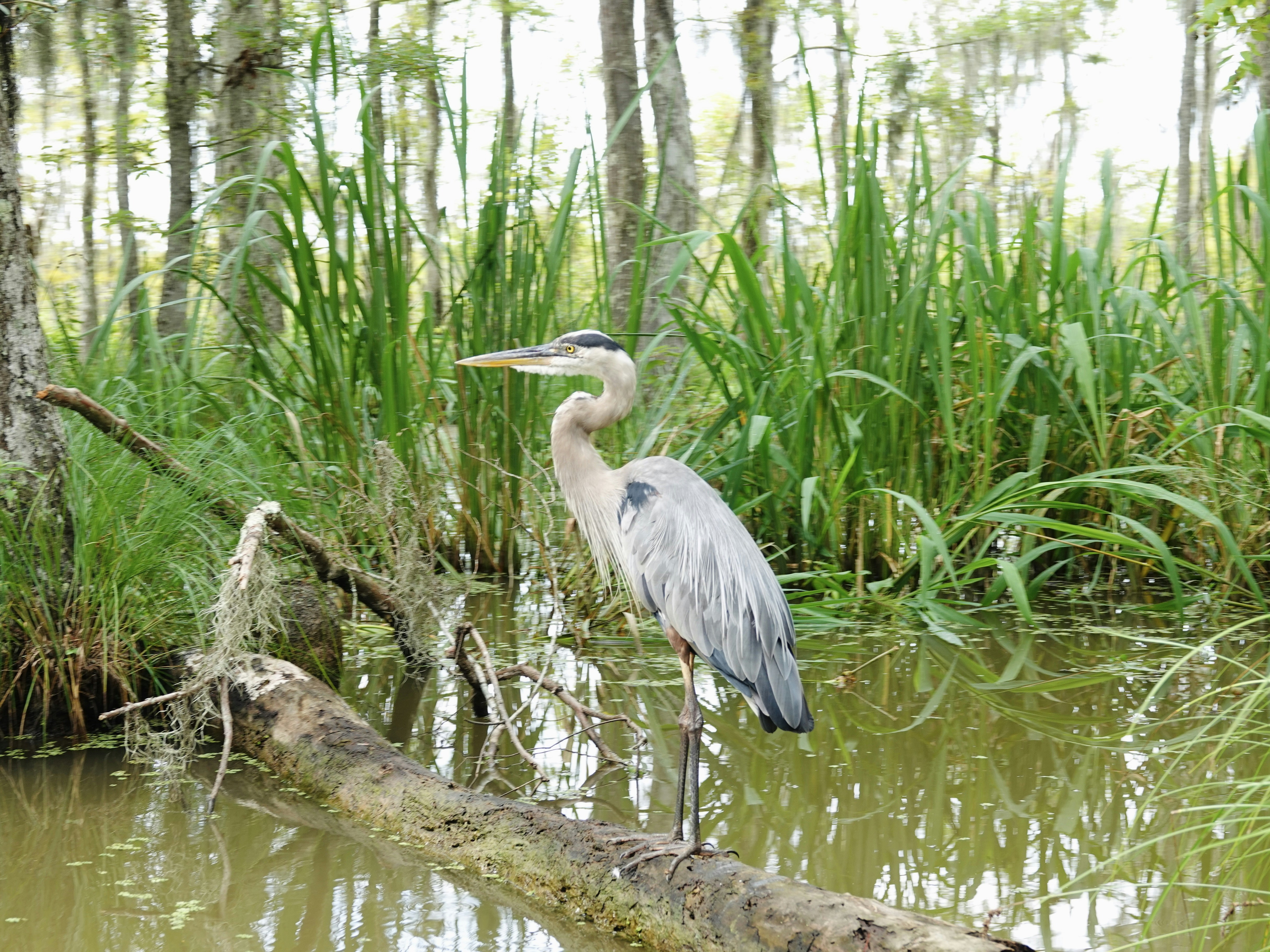 Heron Sentinel in Wetland Stillness