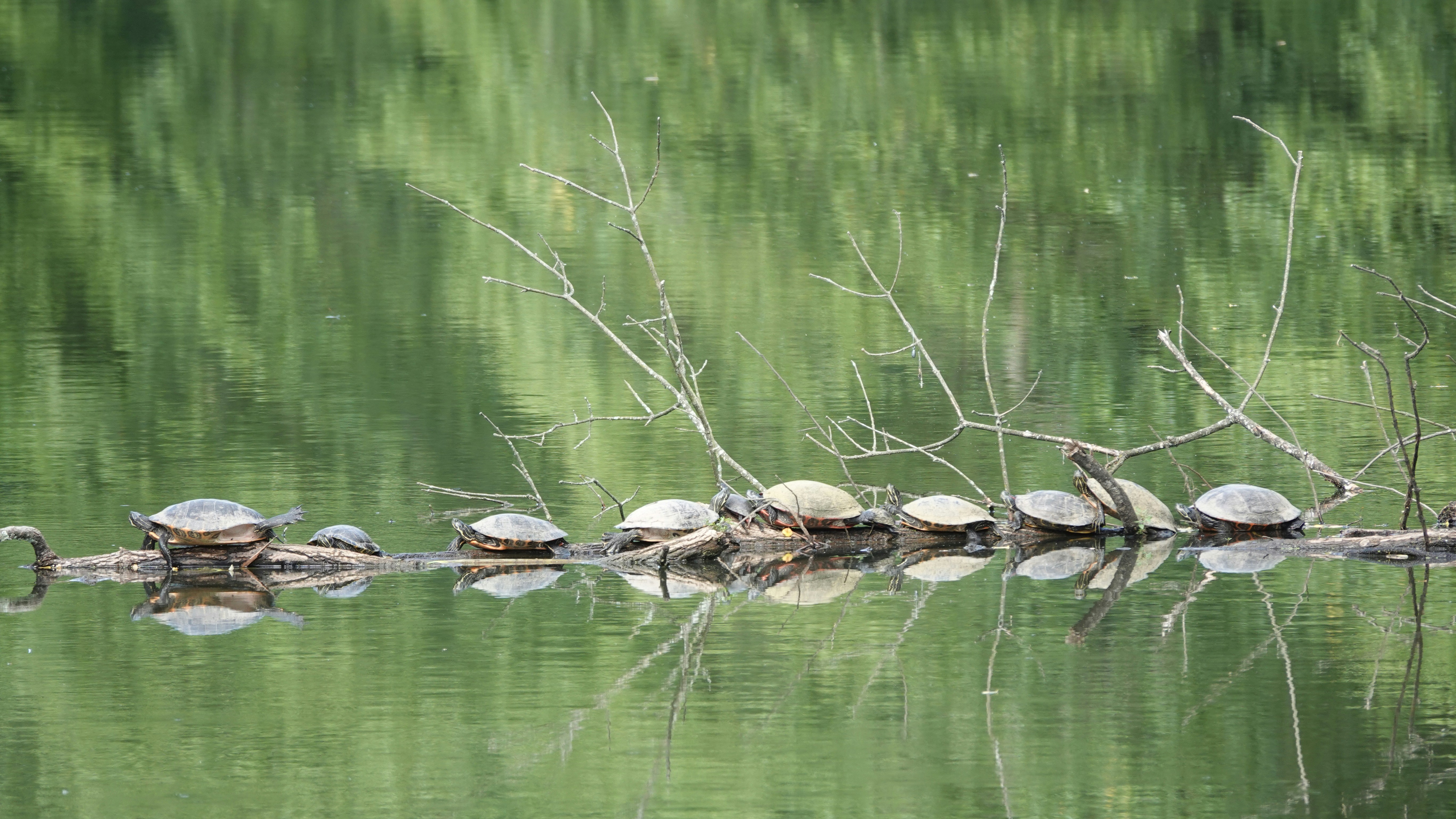 Line of Turtles Resting on a Submerged Log