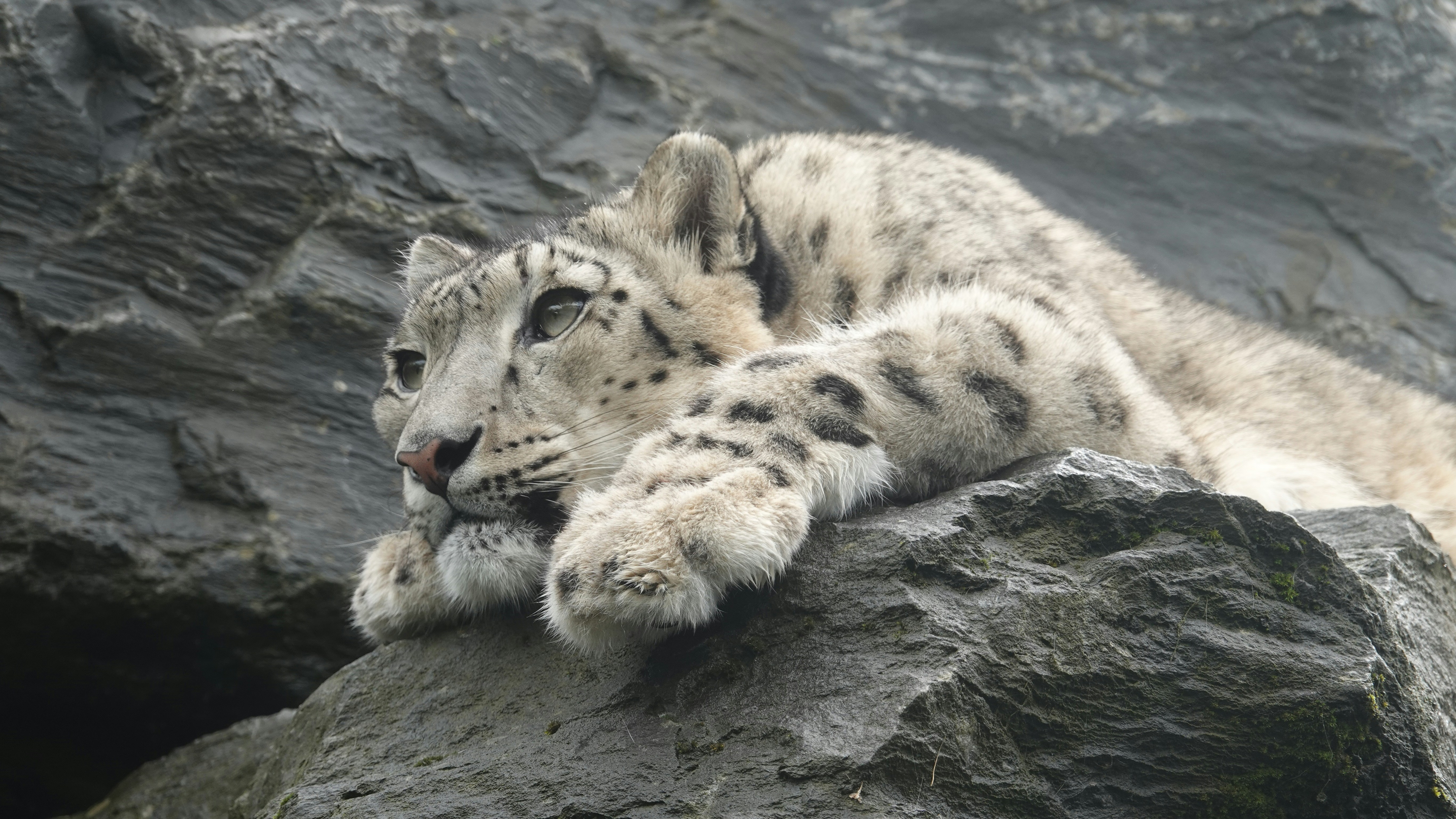 Lying in Wait: A Snow Leopard Cub Resting on Granite