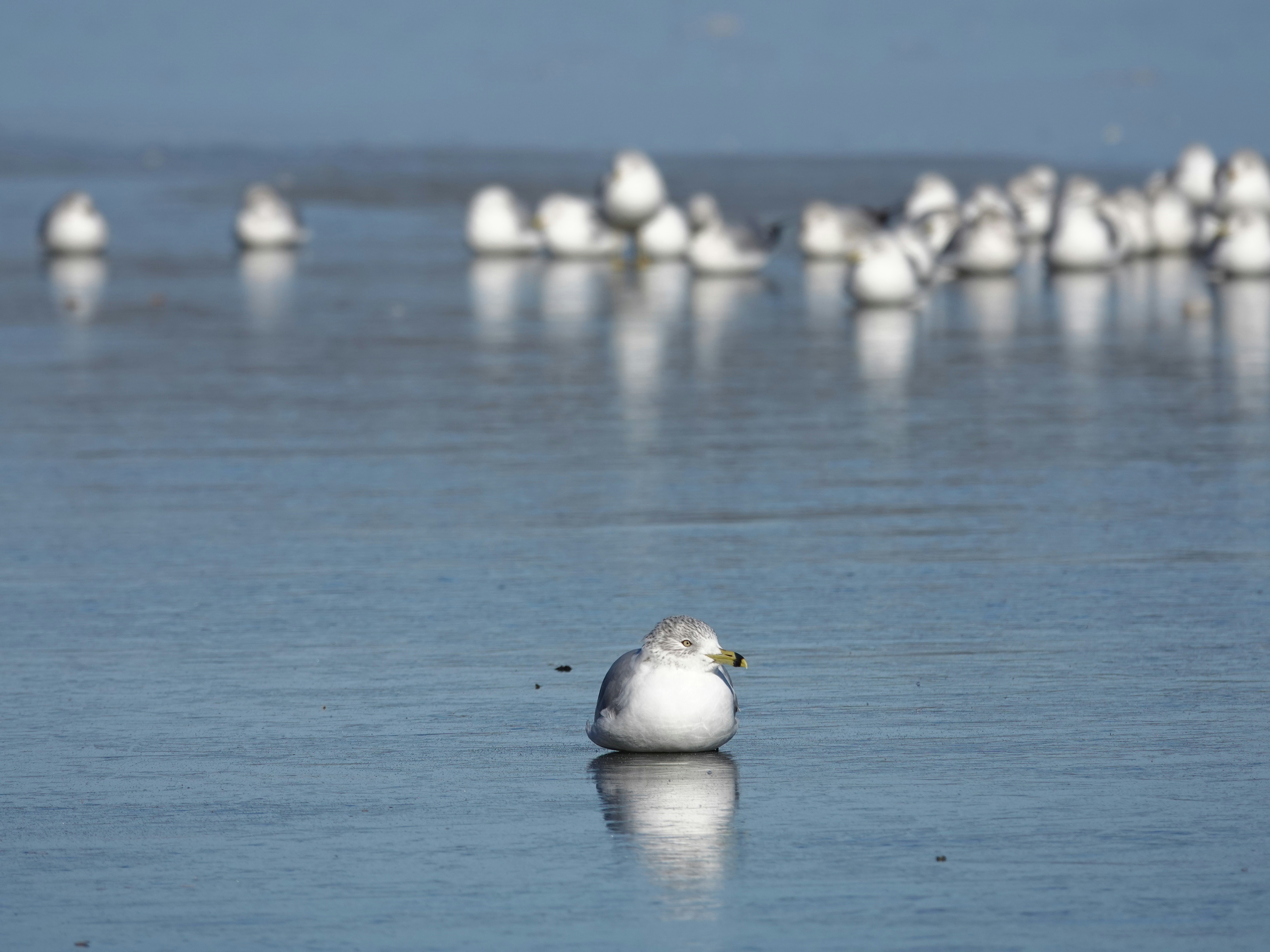 Single Seagull Sentinel: A Quiet Moment Among the Flock